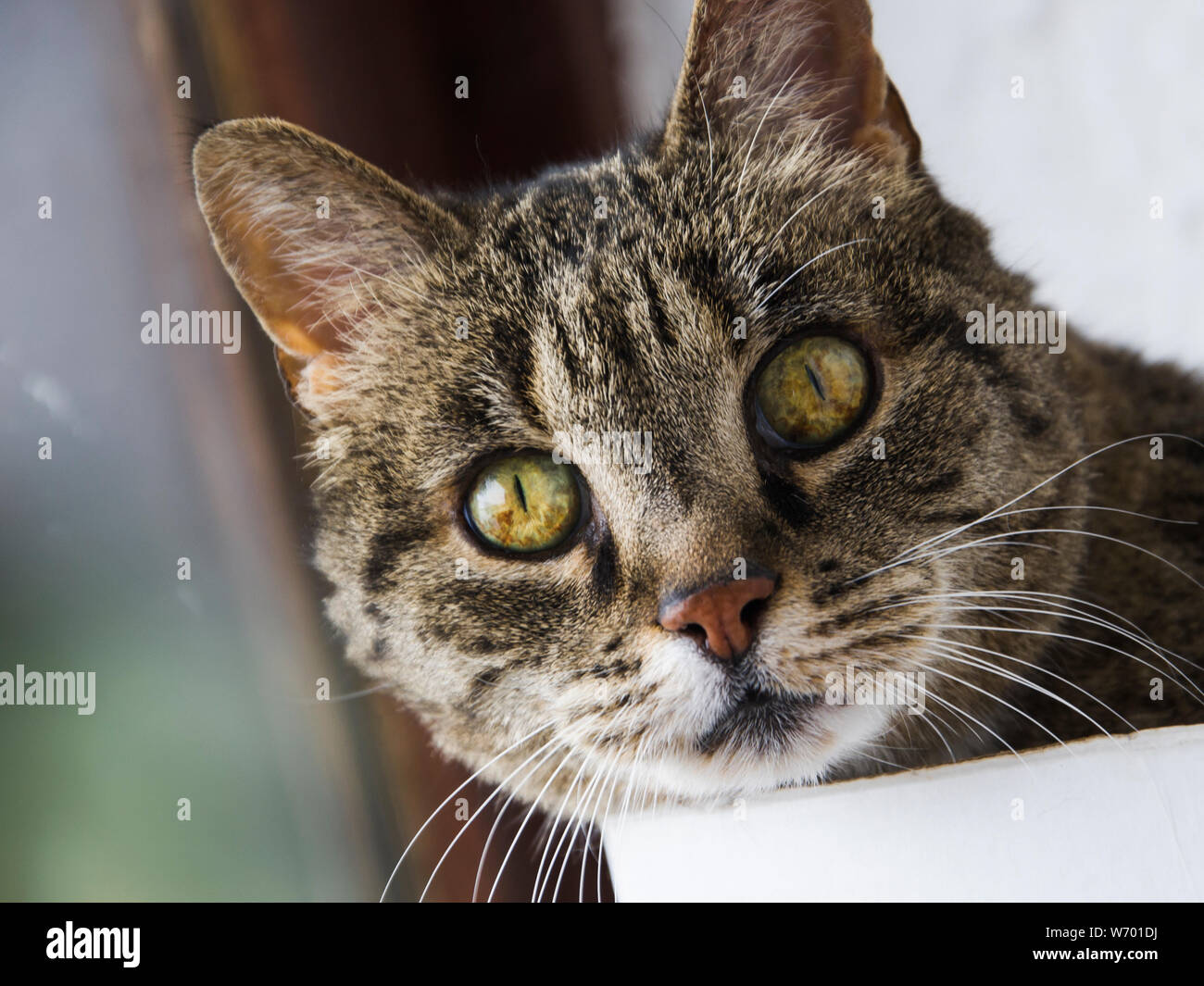 Portrait of cats hi-res stock photography and images - Alamy