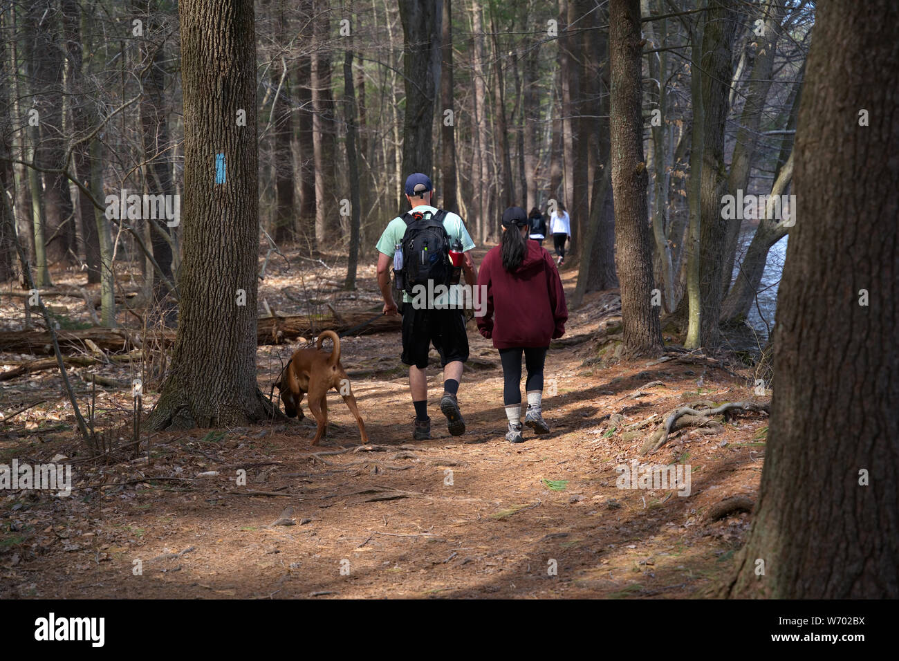 Caring for a dog hi-res stock photography and images - Alamy