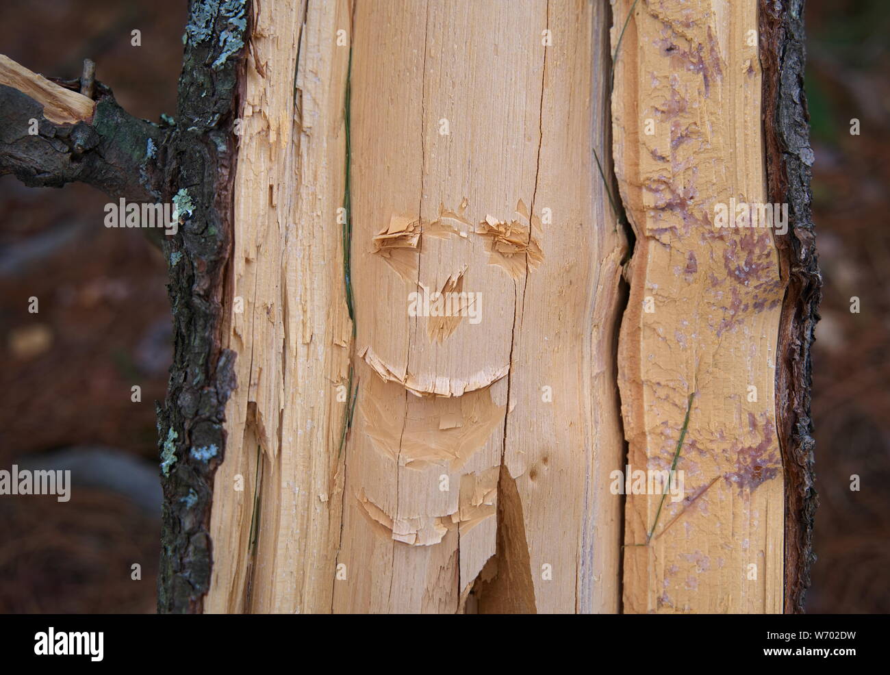 A little happy face carving into a split tree trunk from a passing by ...