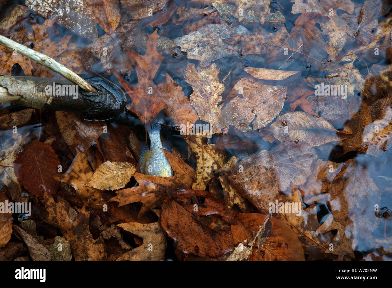 Dead body water hi-res stock photography and images - Alamy
