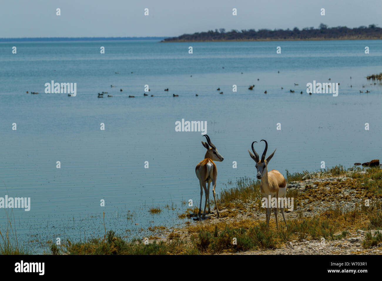 Springbok anthelopes on the shores of Etosha Pan full of water, Etosha ...