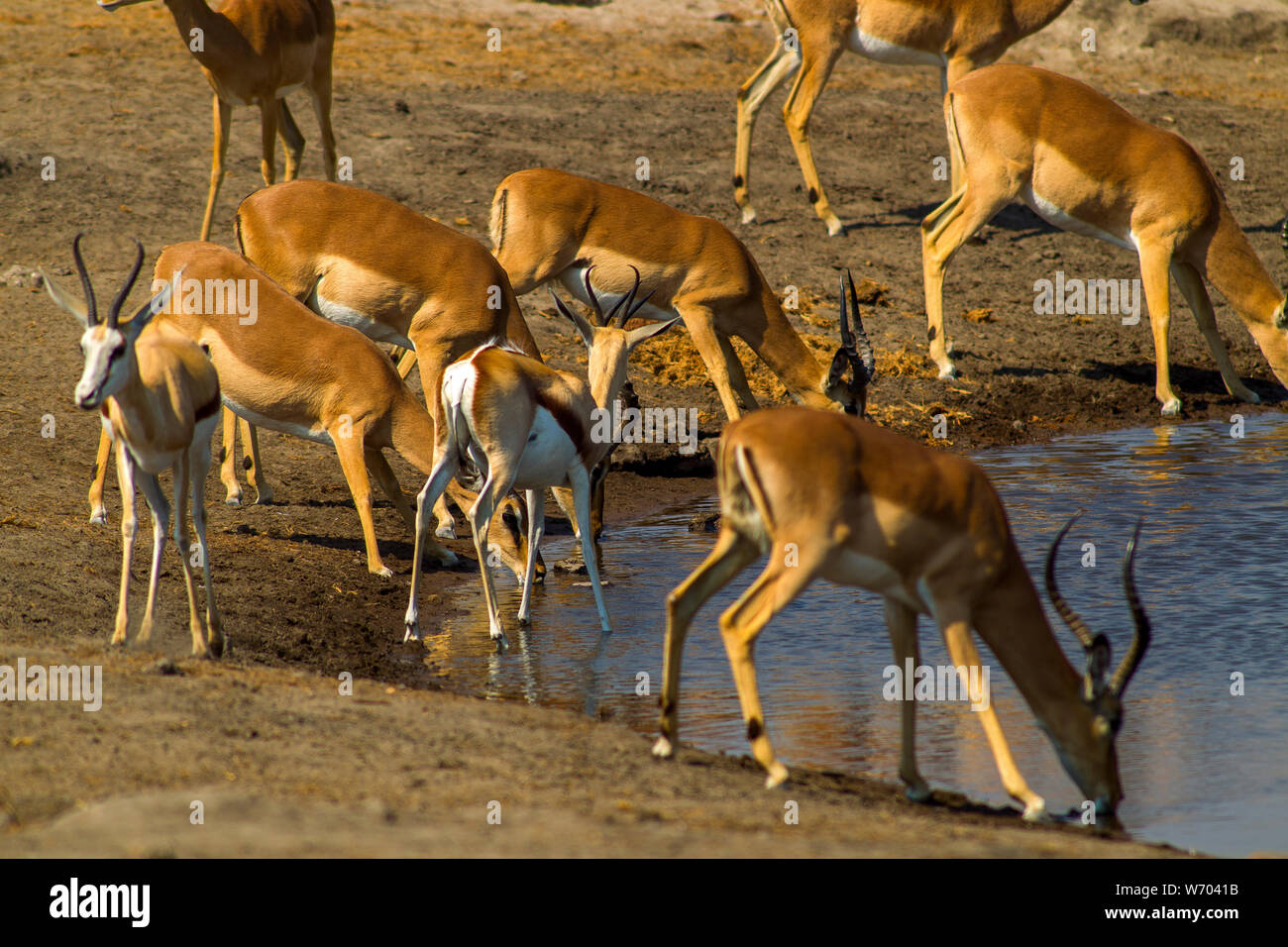 The springbok and the impala hi-res stock photography and images - Alamy