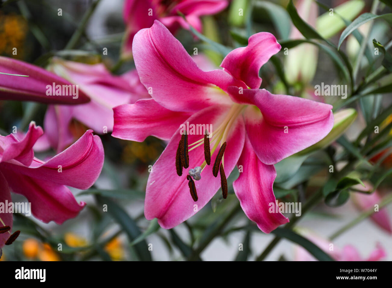 Lily flower photography hi-res stock photography and images - Alamy
