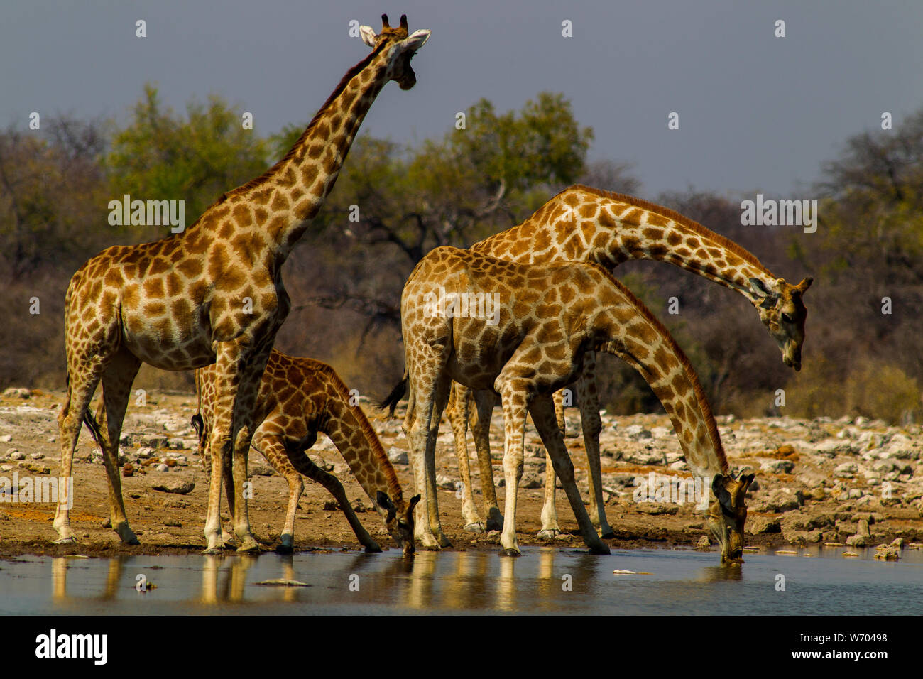 Giraffes drinking at Klein Namutoni waterhole, Etosha National Park, Namibia Stock Photo - Alamy