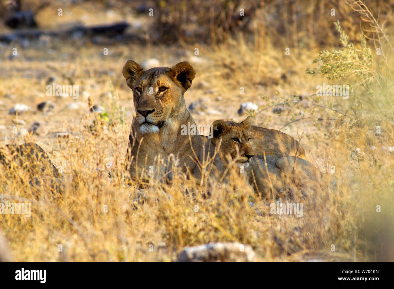Lioness (Panthera leo) with a cub, Etosha National Park, Namibia Stock ...