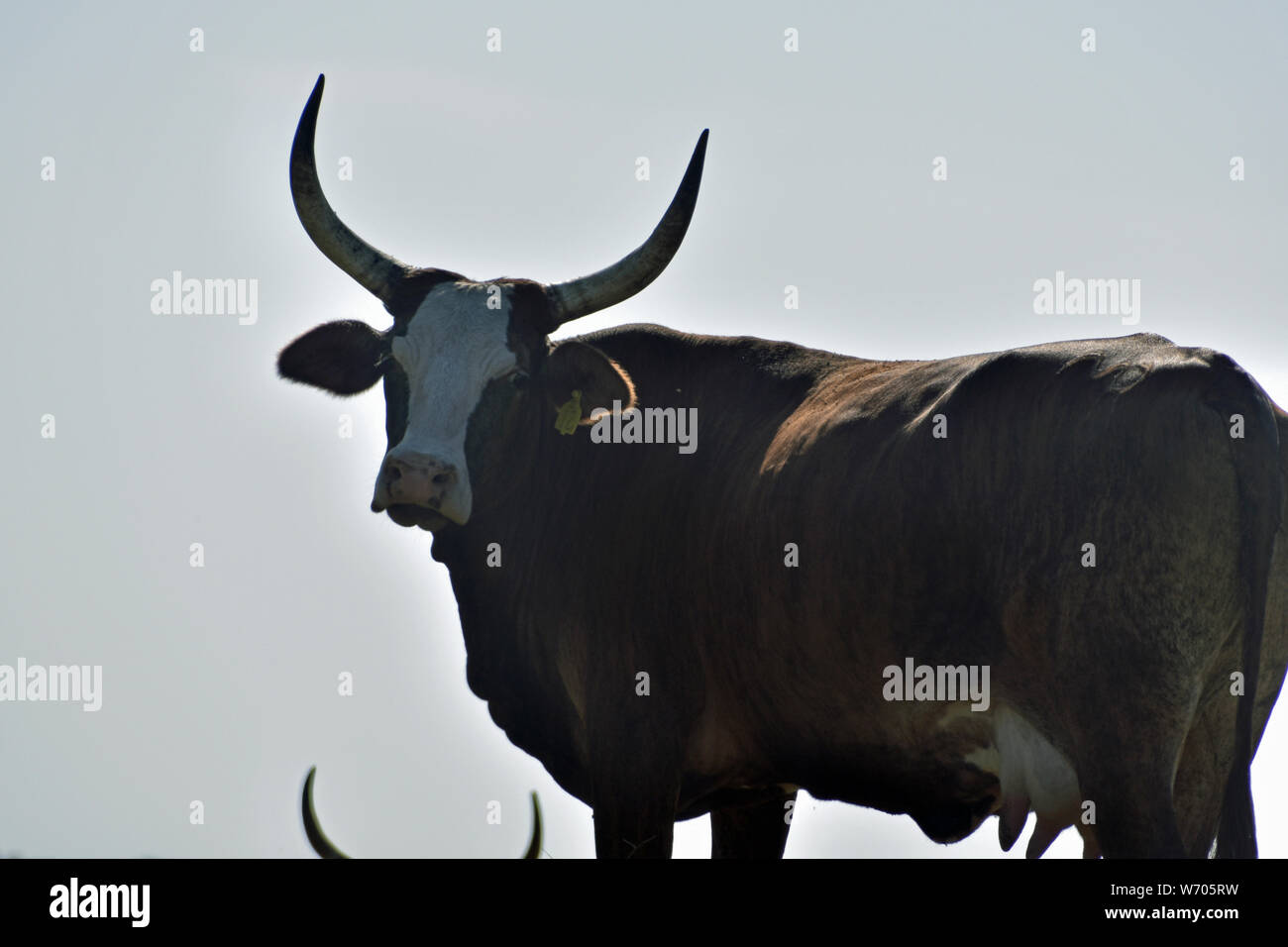 Angus cattle oklahoma hi-res stock photography and images - Alamy