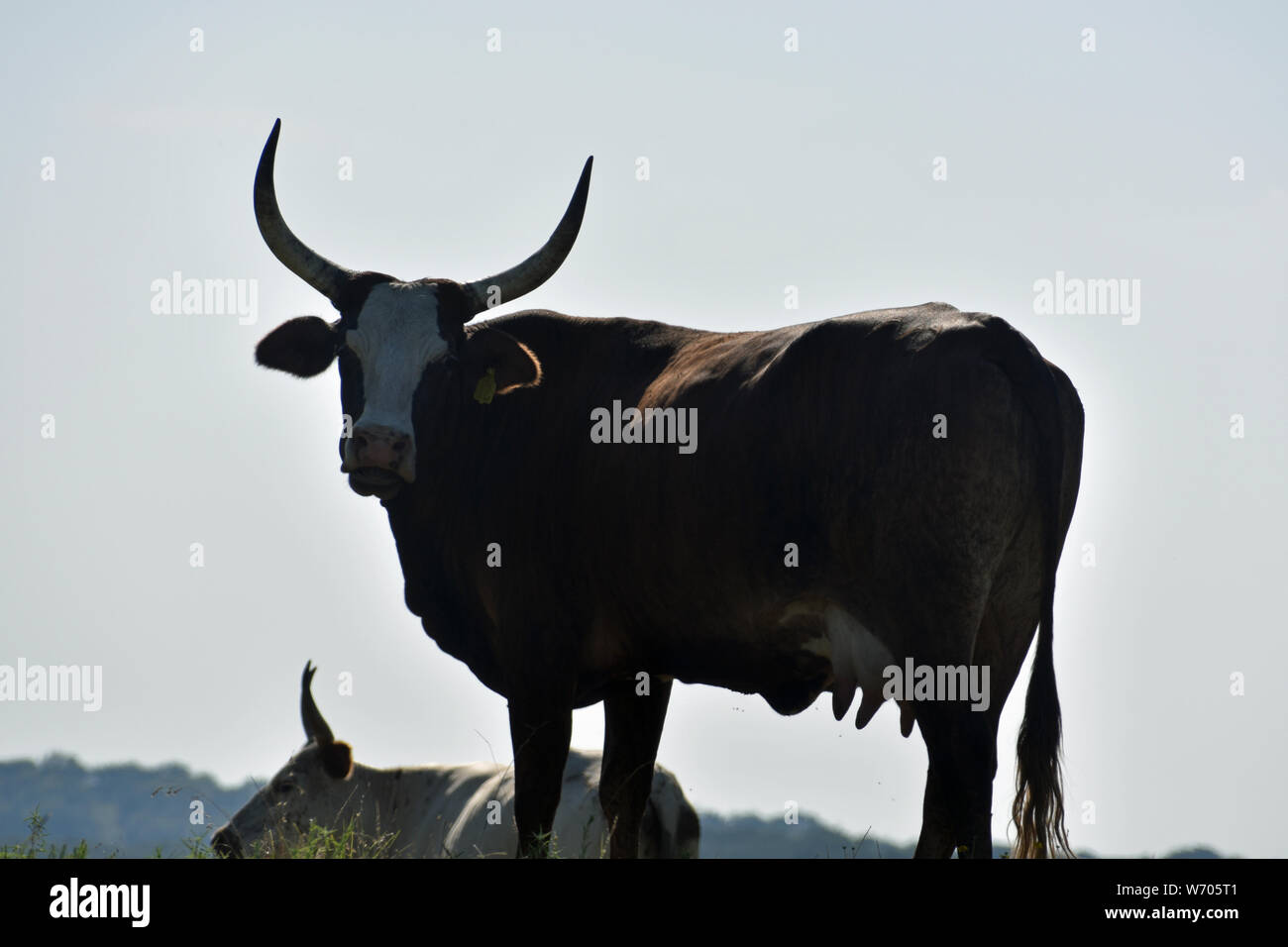 Cow utters hi-res stock photography and images - Alamy