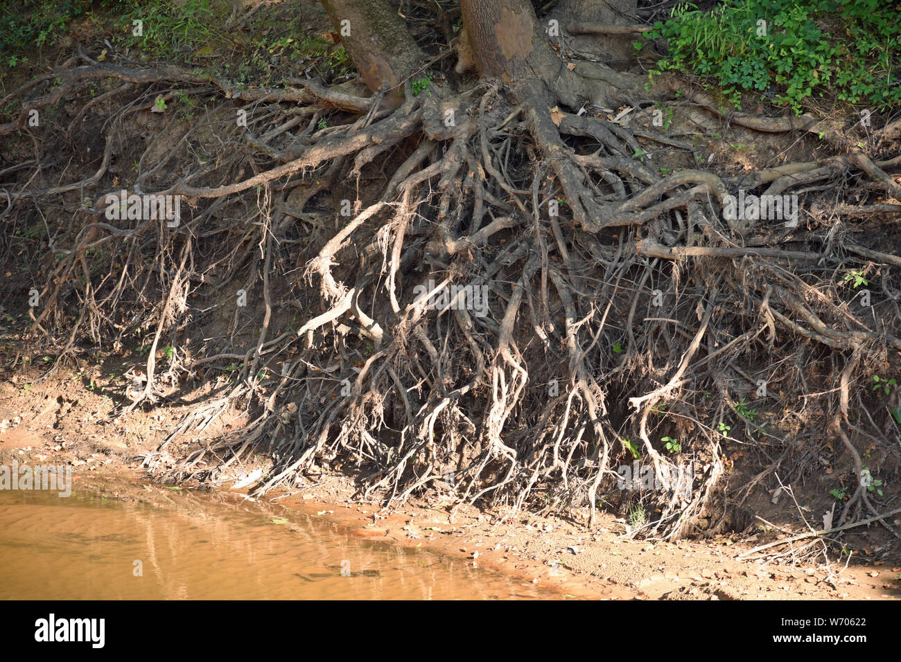 Exposed Tree Root System High Resolution Stock Photography and Images ...