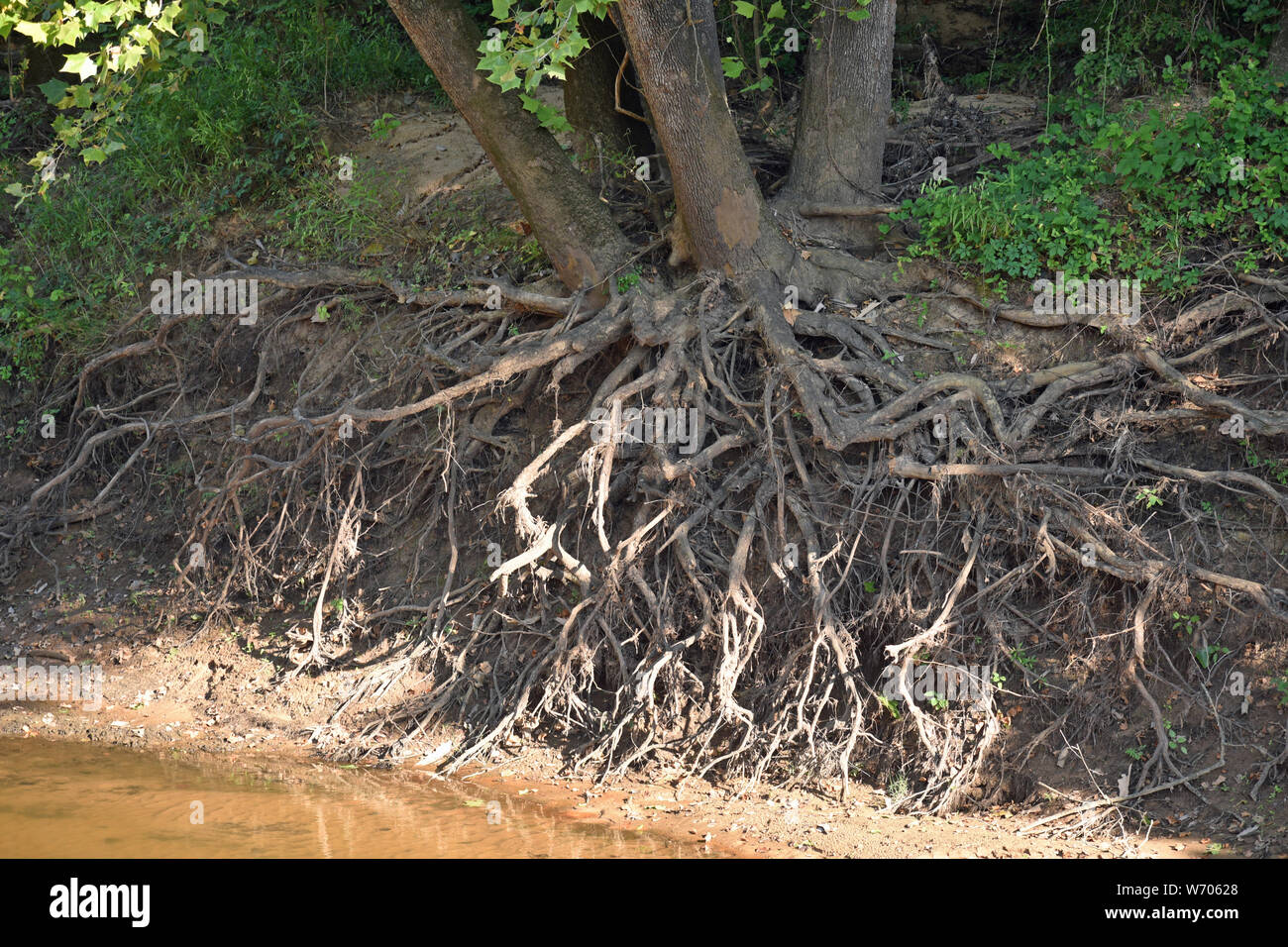 Flood damage tree roots forest hi-res stock photography and images - Alamy