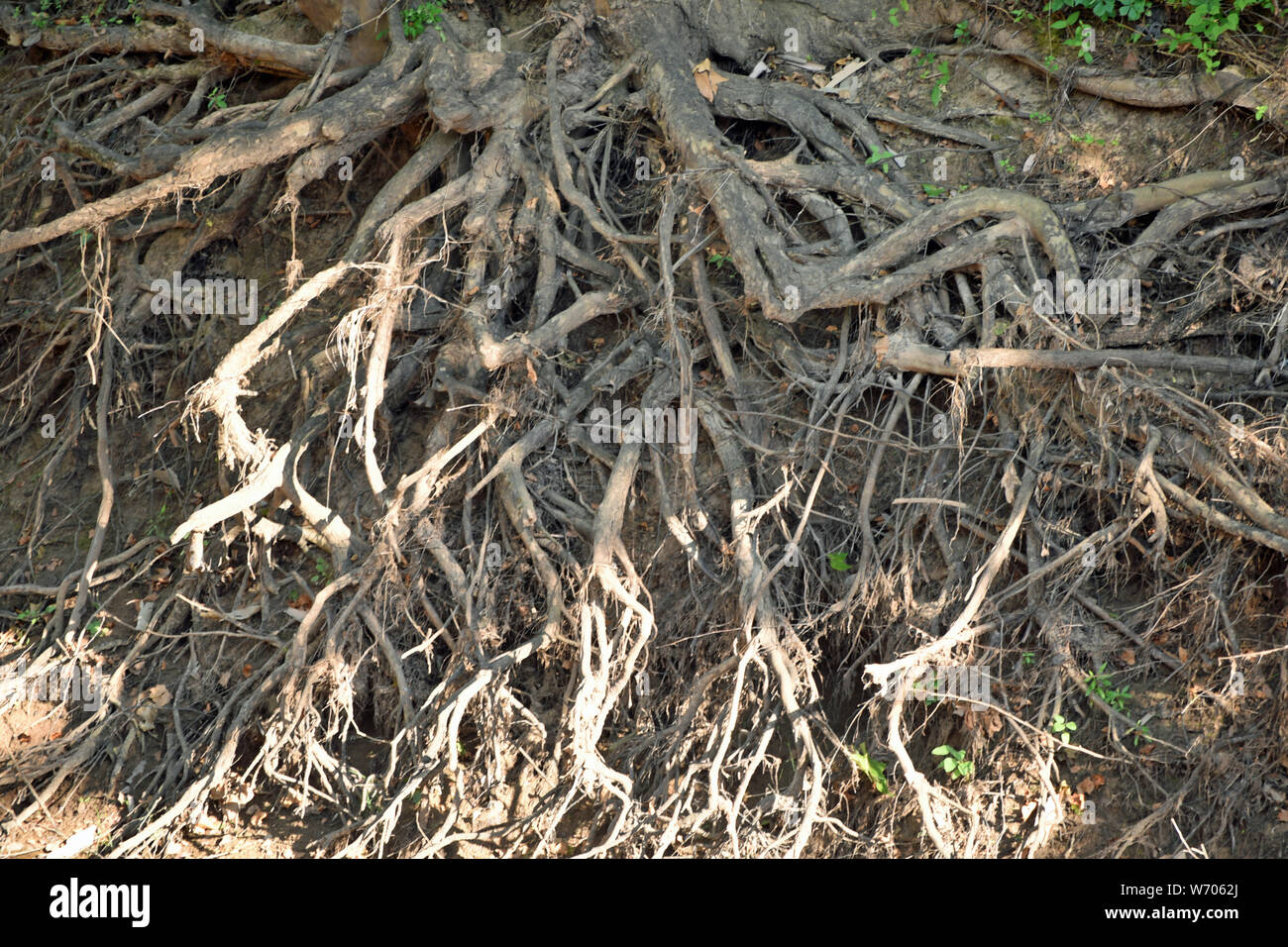 Root Feeder High Resolution Stock Photography and Images - Alamy