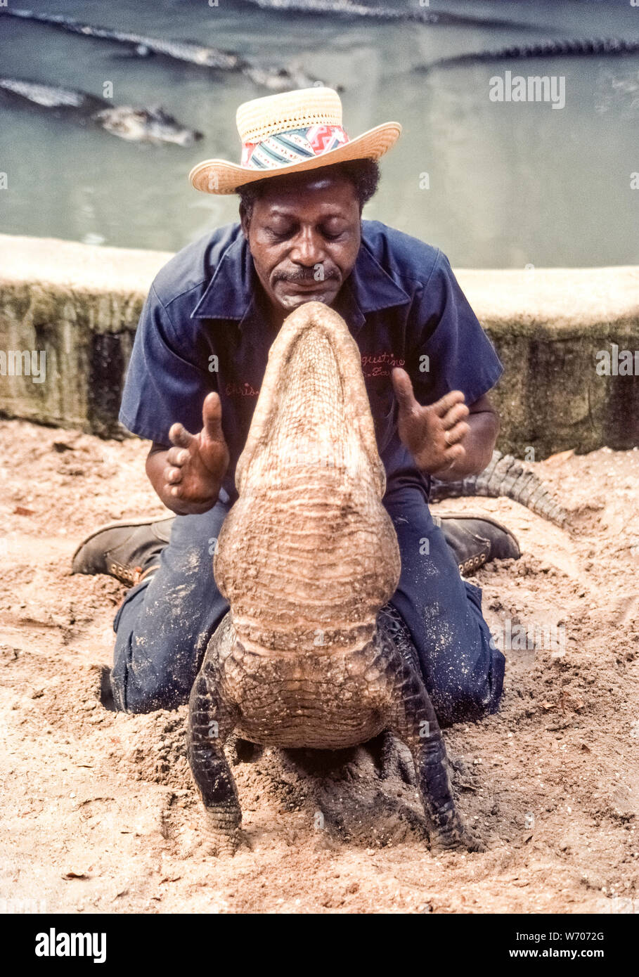 Alligator wrestling once was a favorite show to see at the St ...