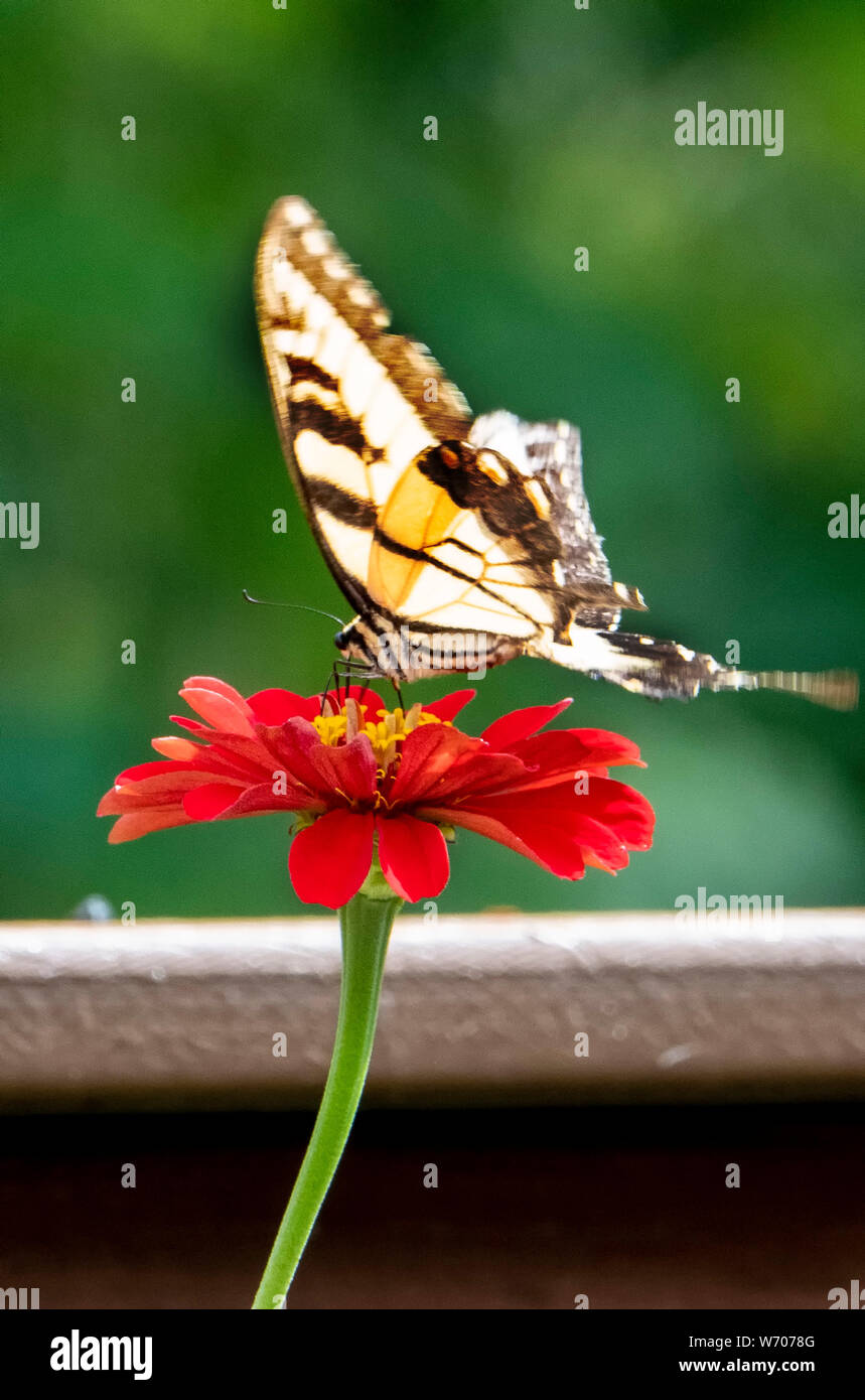 Fluttering insect hi-res stock photography and images - Alamy