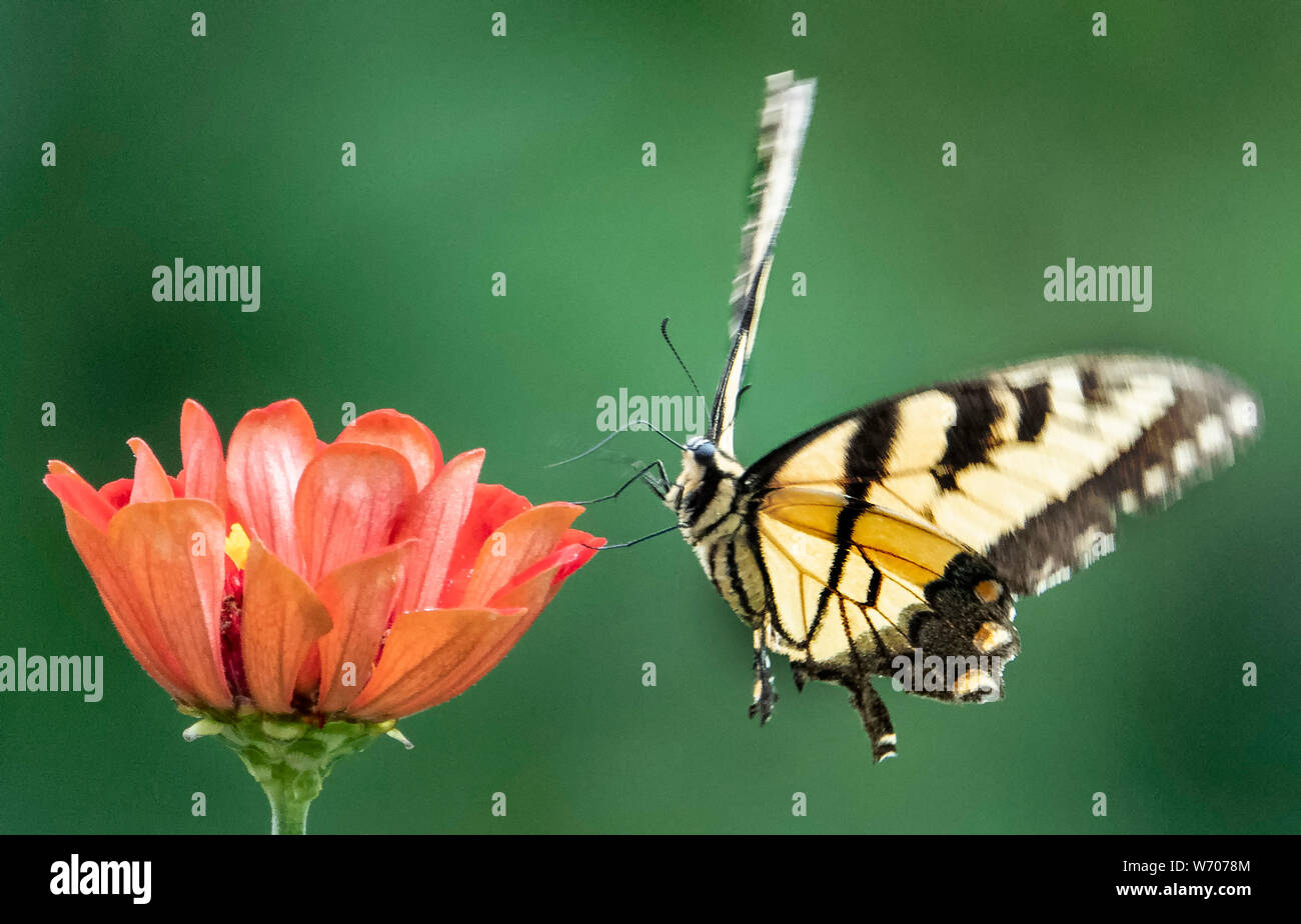 Air pollinator hi-res stock photography and images - Alamy