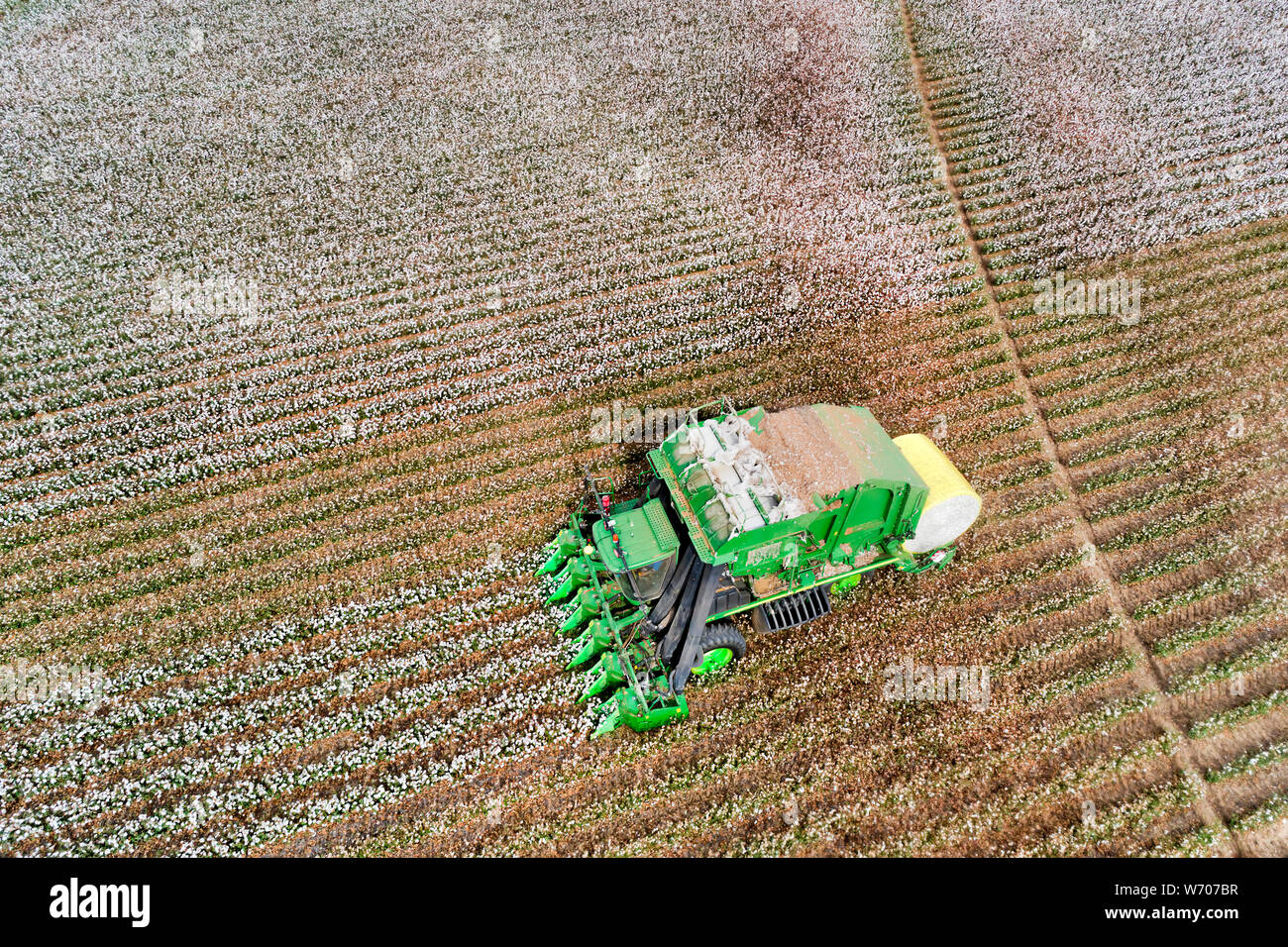 White cotton harverter combine on a farm field ripping cotton boxes ...
