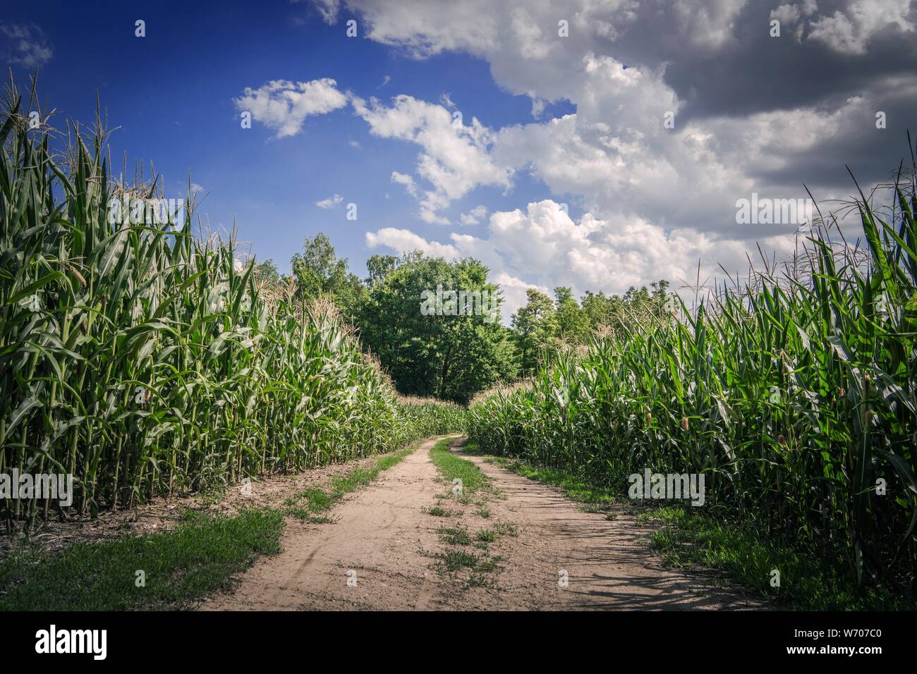 Scenic corn fields hi-res stock photography and images - Alamy