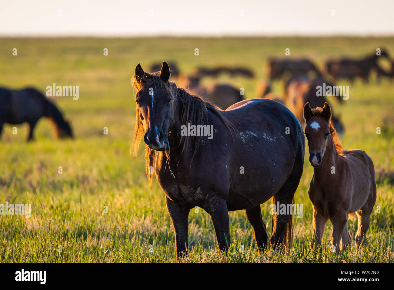 Wild horses, mare and foal in wild life Stock Photo - Alamy