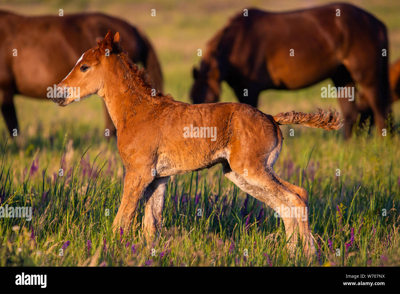 Pretty stallion running hi-res stock photography and images - Alamy