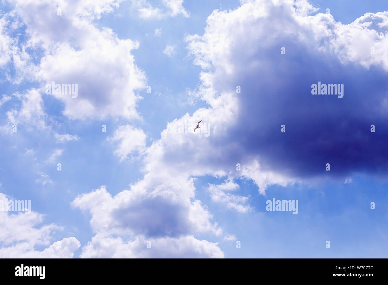 bird flies high in the sky in the clouds Stock Photo - Alamy