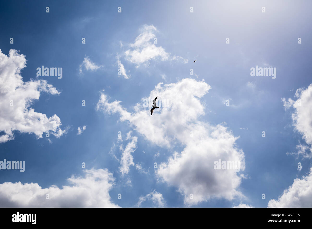 Free fall feather hi-res stock photography and images - Alamy