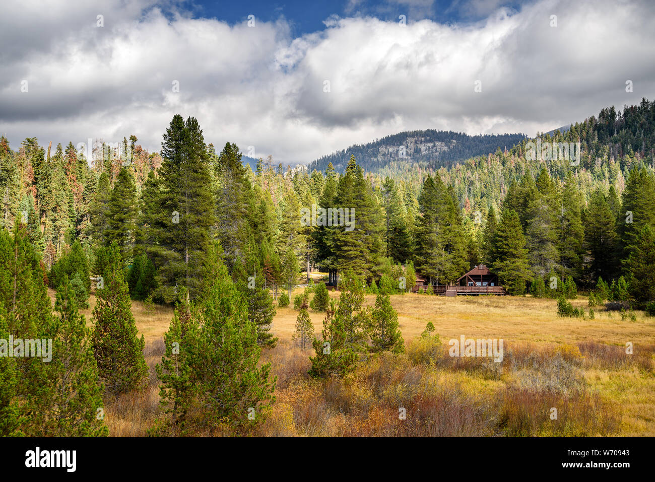 Sequoia National forest in California Stock Photo - Alamy