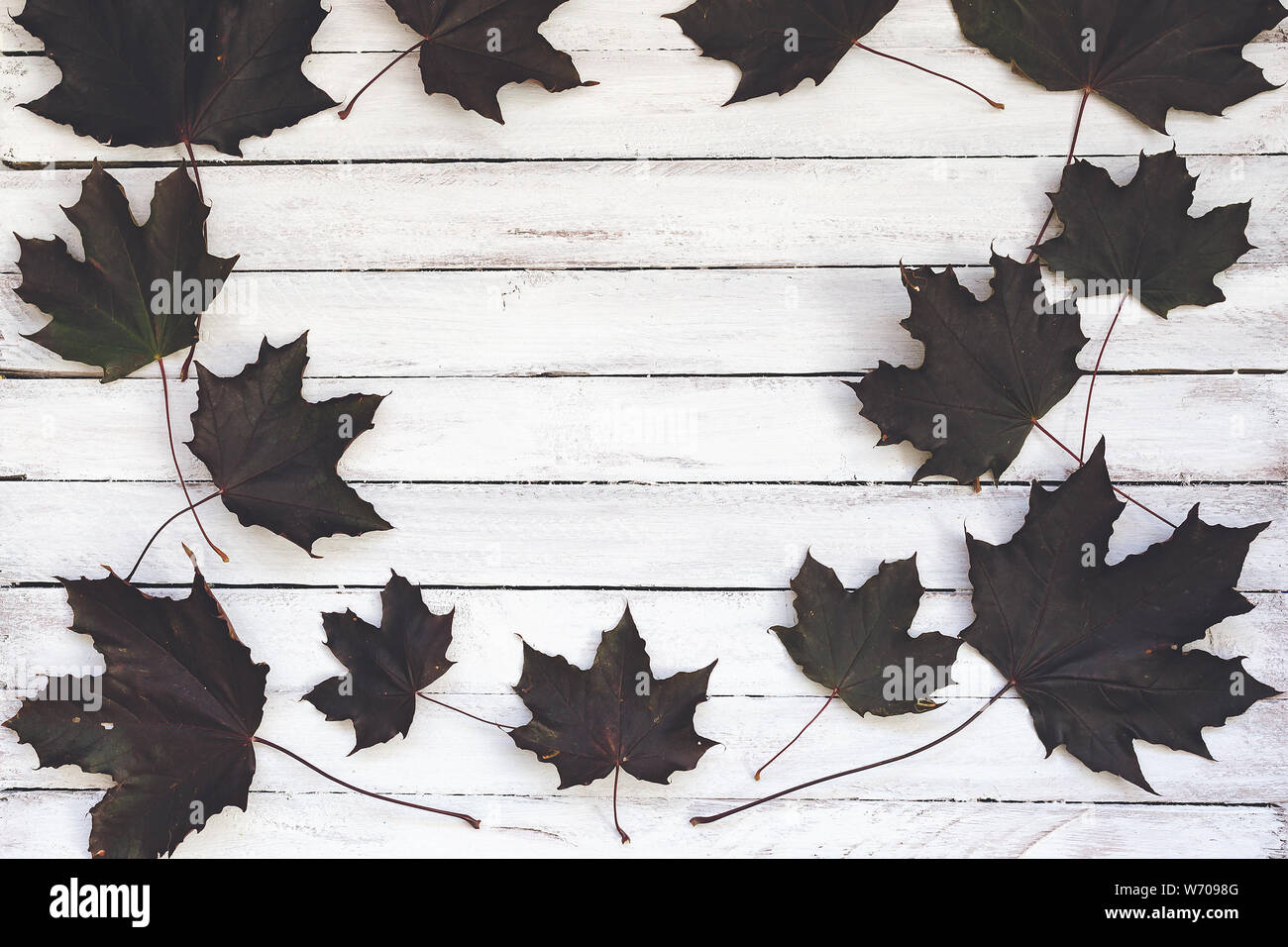 Autumn maple leaves on a wooden board, white background. Fall season ...