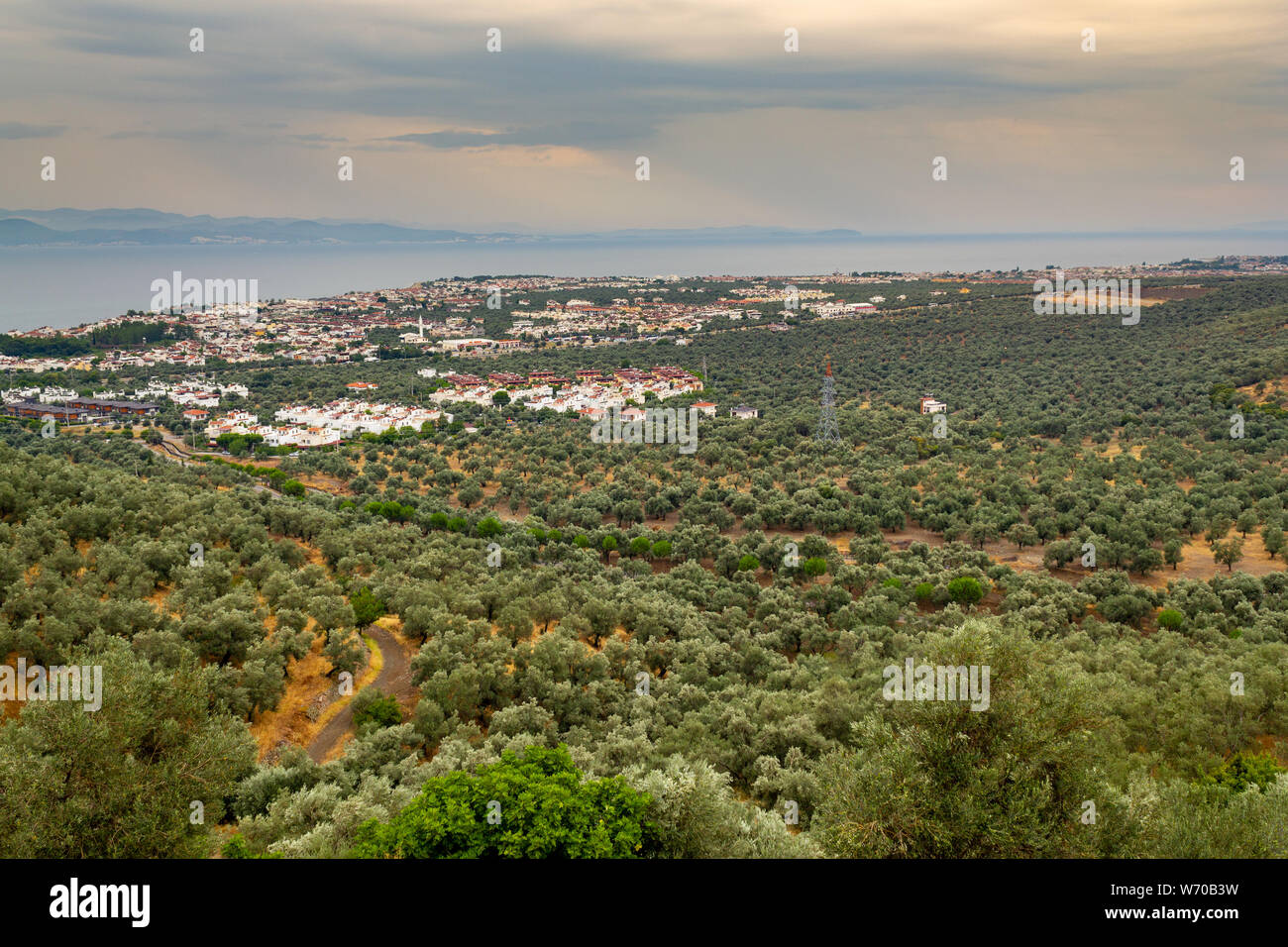 Olive trees farm in Edremit bay. Balikesir Turkey Stock Photo - Alamy