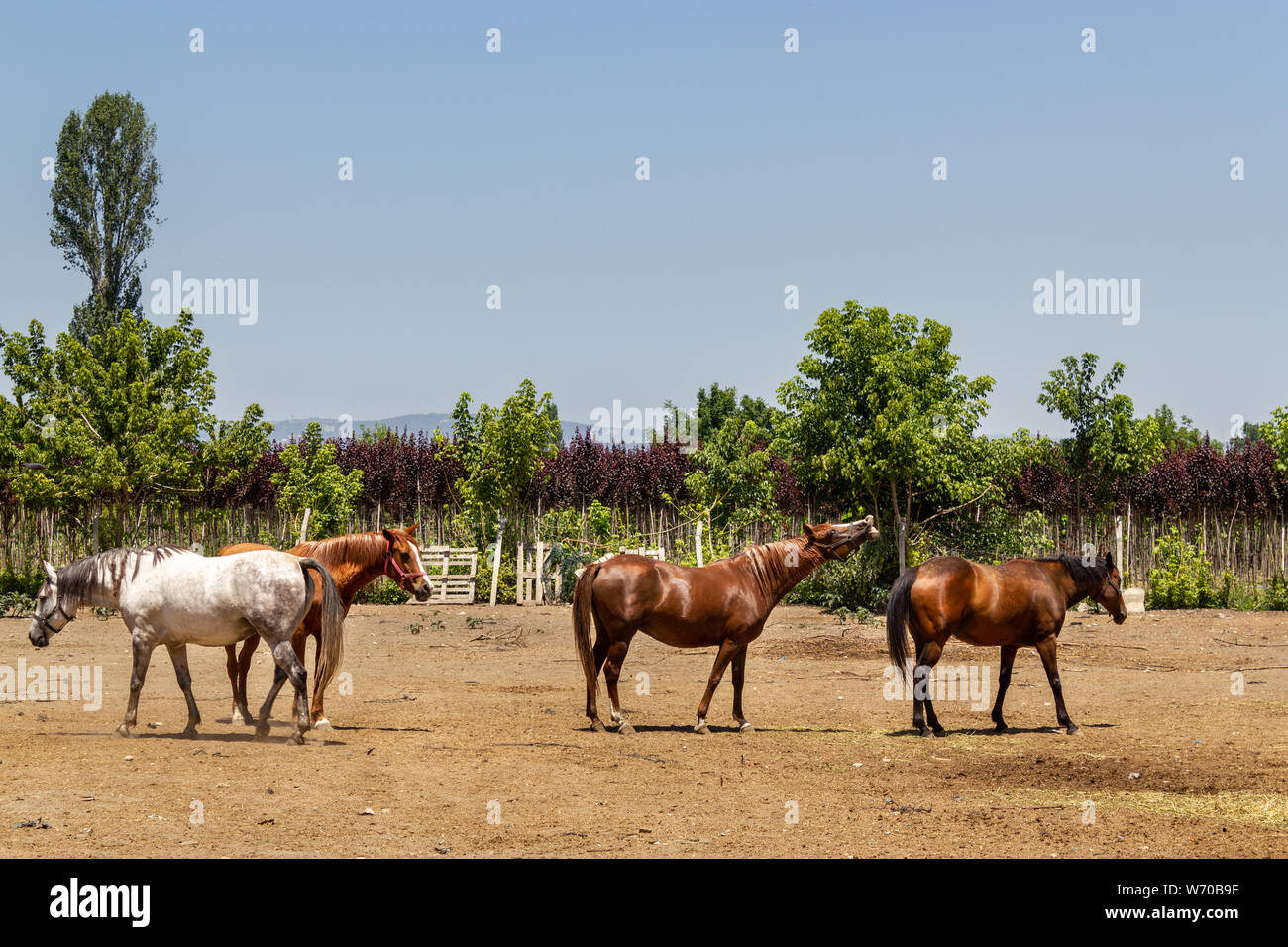 Sunny farm hi-res stock photography and images - Alamy