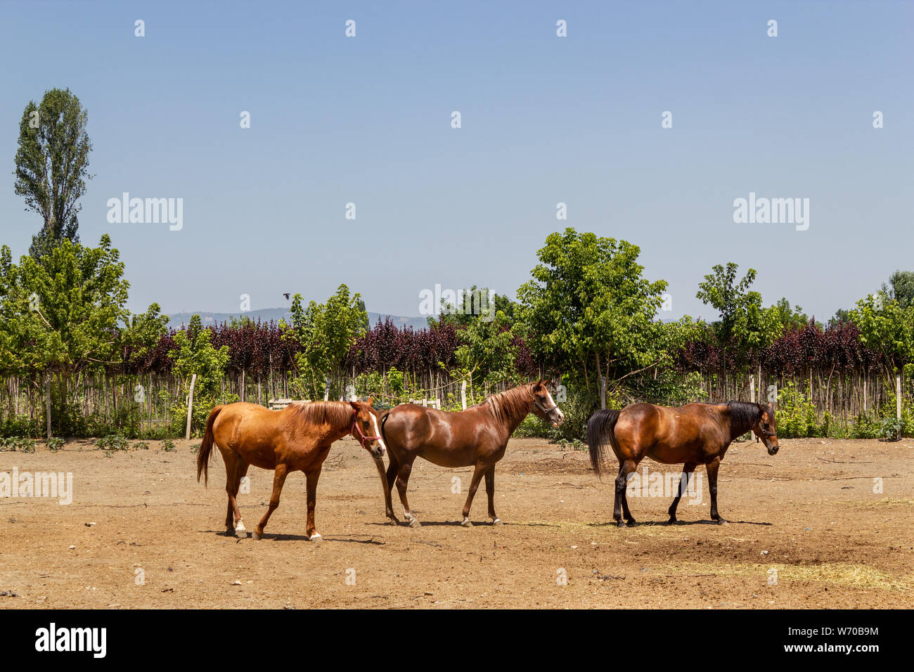 Horses on horse farm on a sunny day Stock Photo - Alamy