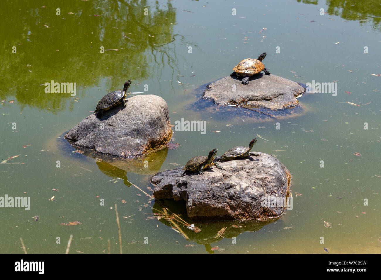 Water turtles on rock in lake on a sunny day Stock Photo - Alamy
