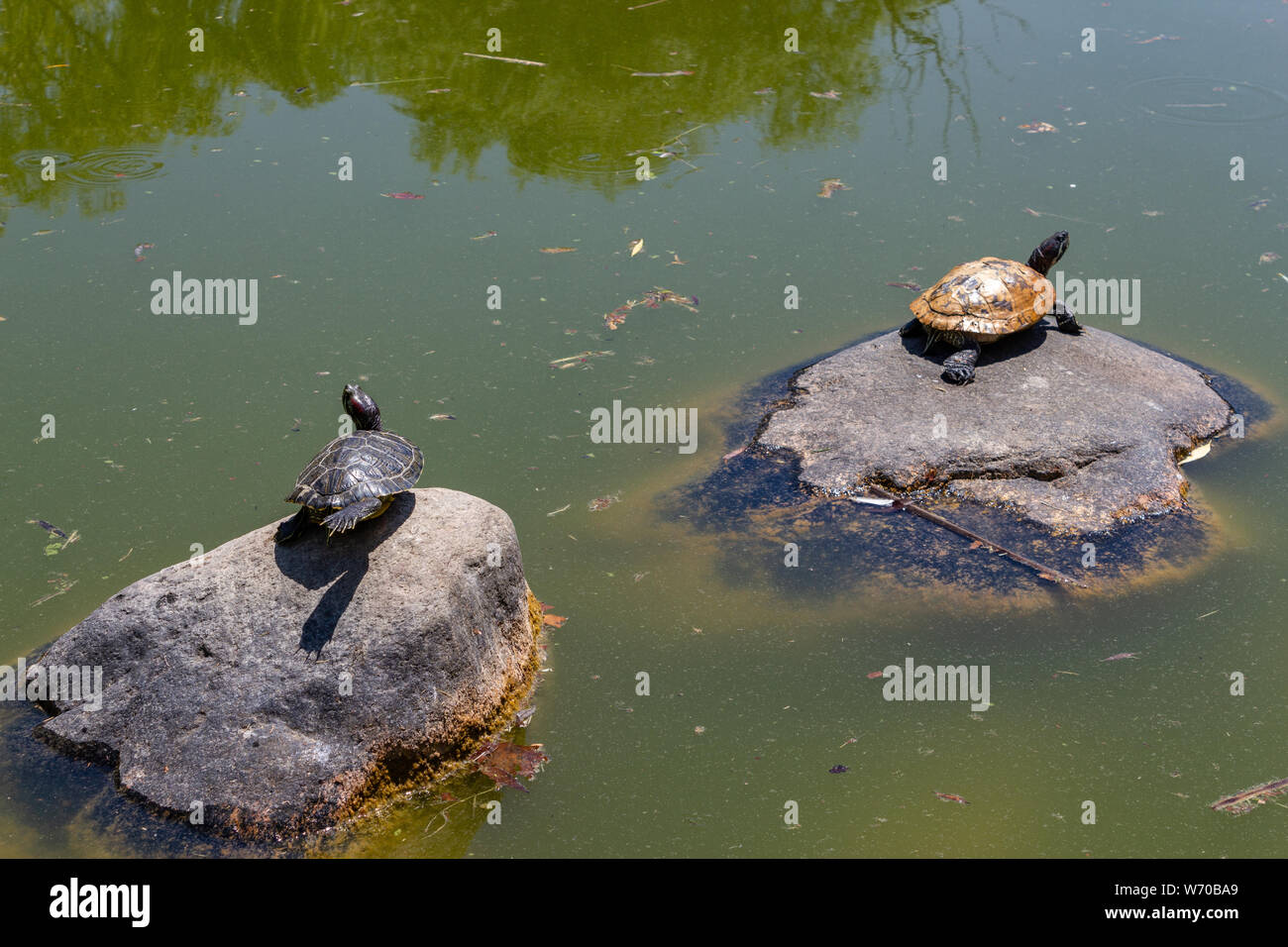 Turtles sunbathing hi-res stock photography and images - Alamy