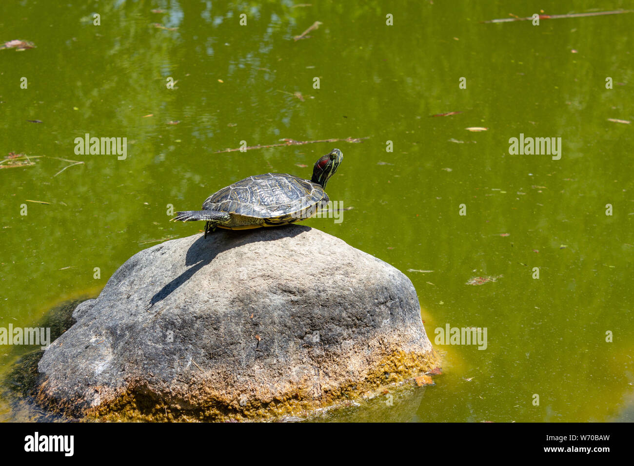 Rock pool wildlife hi-res stock photography and images - Alamy