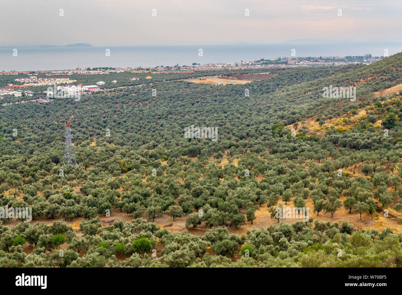 Olive tree view hi-res stock photography and images - Alamy