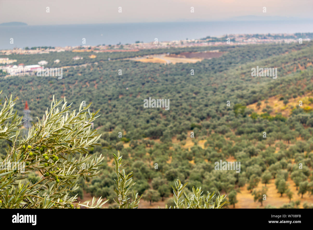 Olive tree view hi-res stock photography and images - Alamy