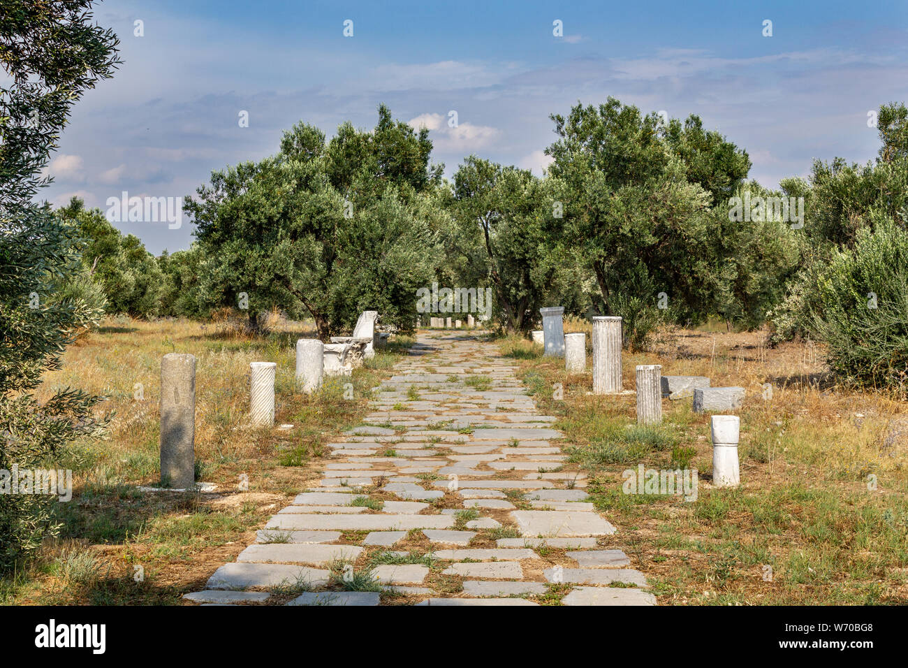 Old age ancient roman road and ancient roman stone columns. Olive trees ...