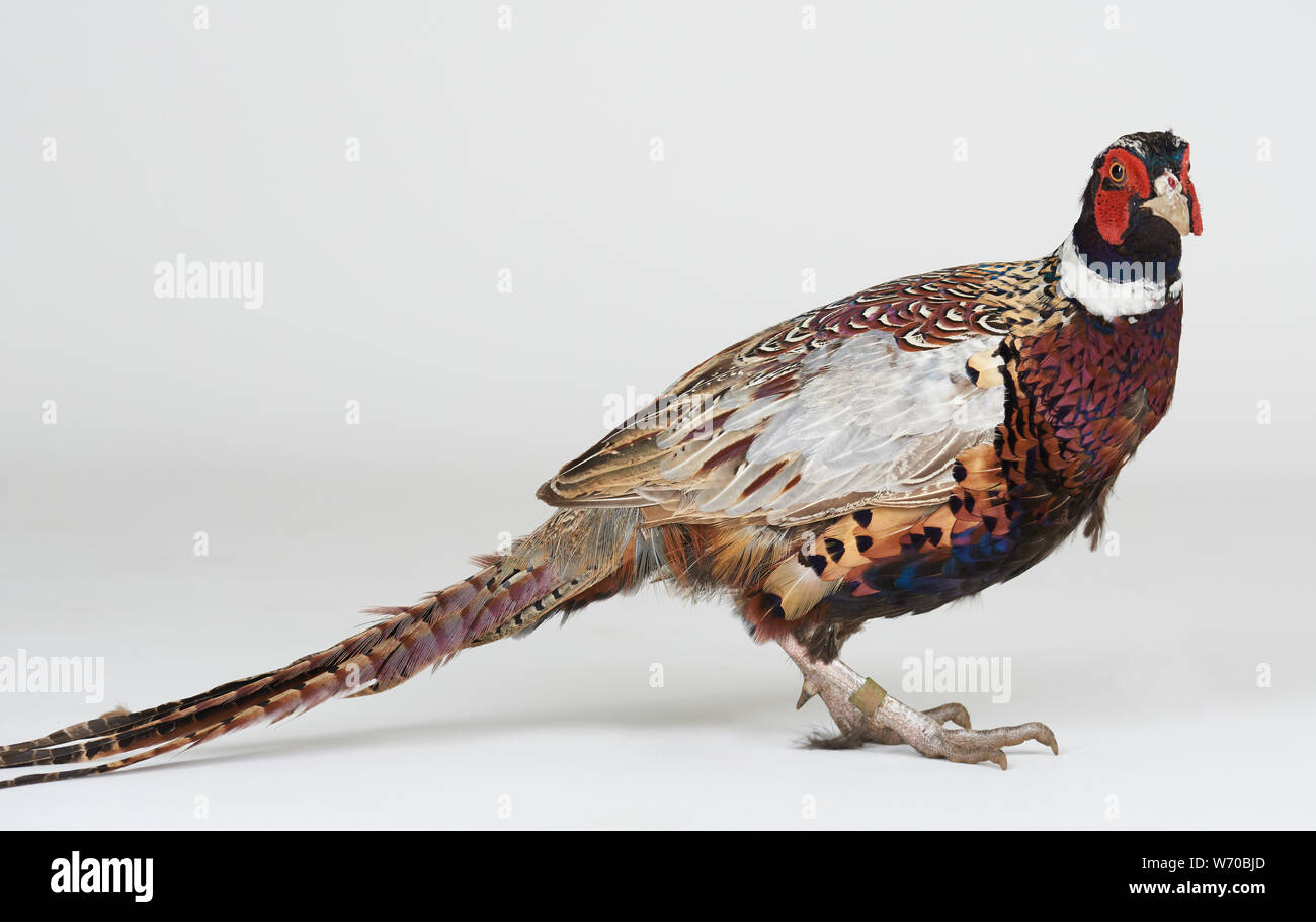 Pheasant bird stand on white background isolated Stock Photo - Alamy