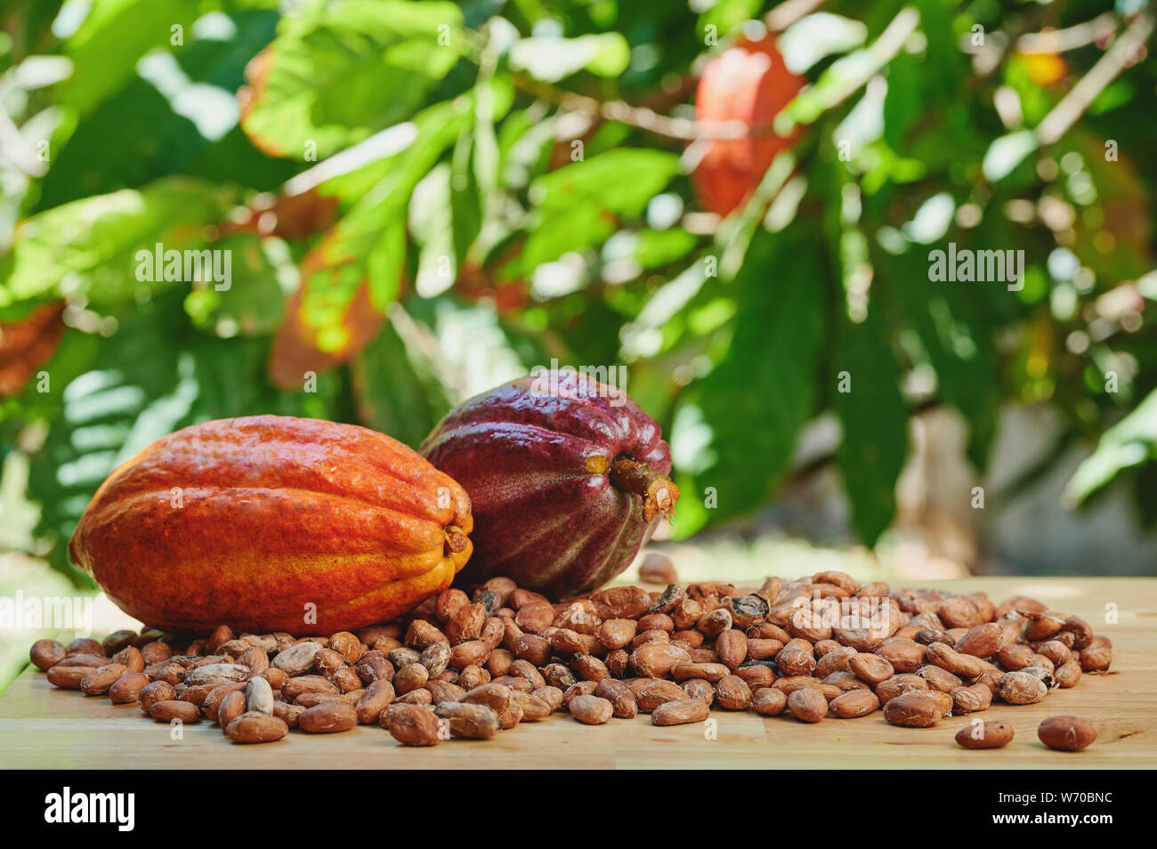 Colorful cacao pods on table on bright sunny background Stock Photo - Alamy
