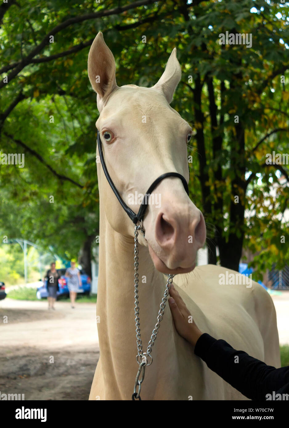 Portrait of a akhal-teke horse Stock Photo - Alamy