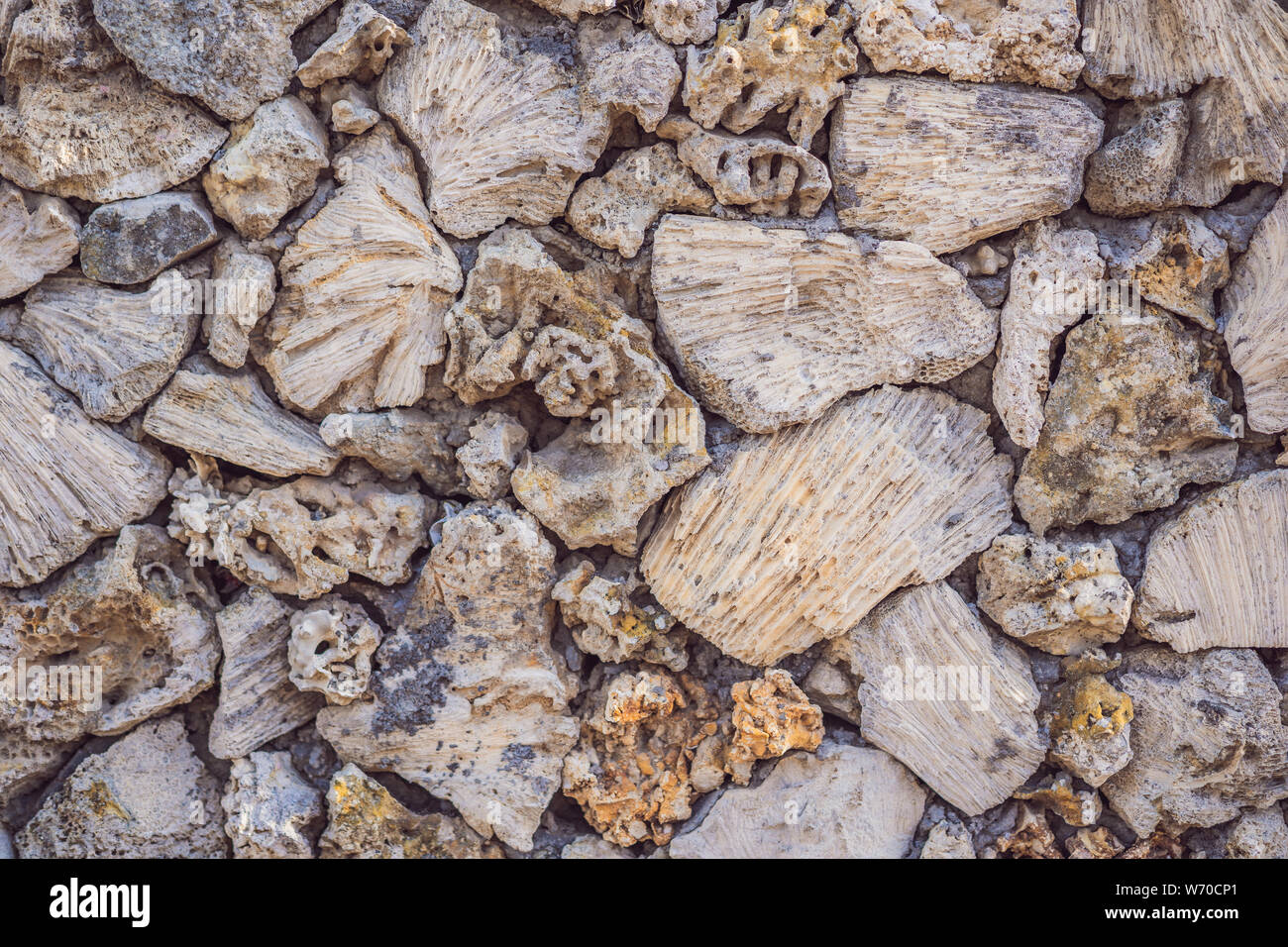 The multiplicity of corals on the wall, coral texture, coral background ...