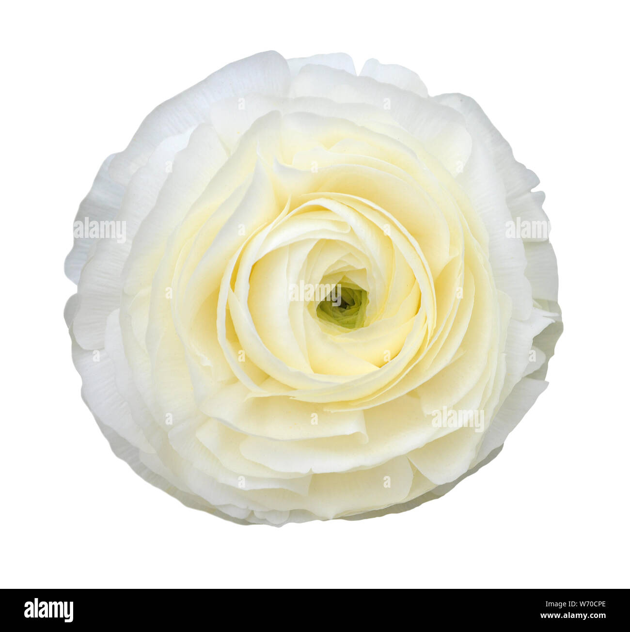 Cream Persian Buttercup isolated on white background Stock Photo - Alamy