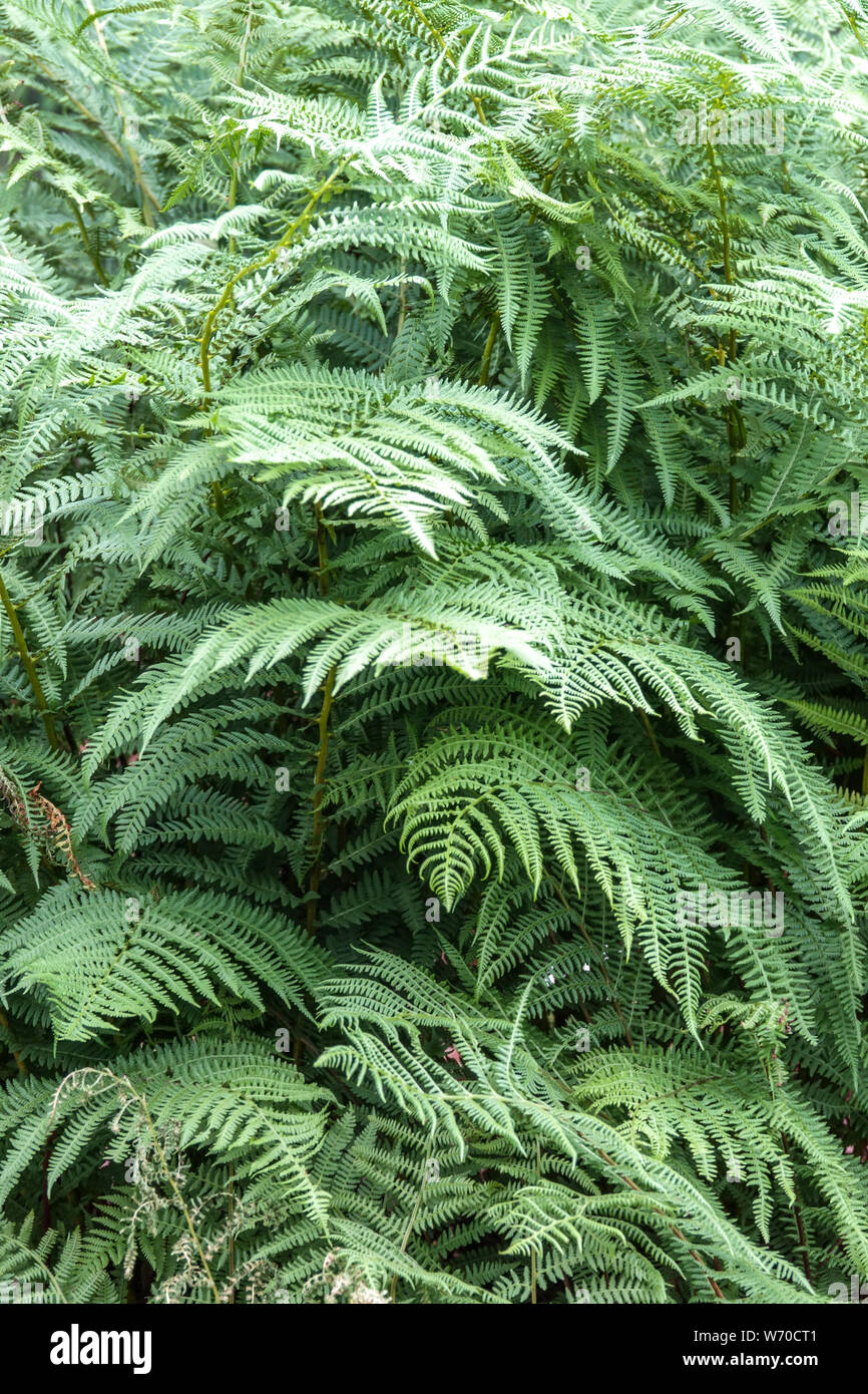 Shield fern hi-res stock photography and images - Alamy