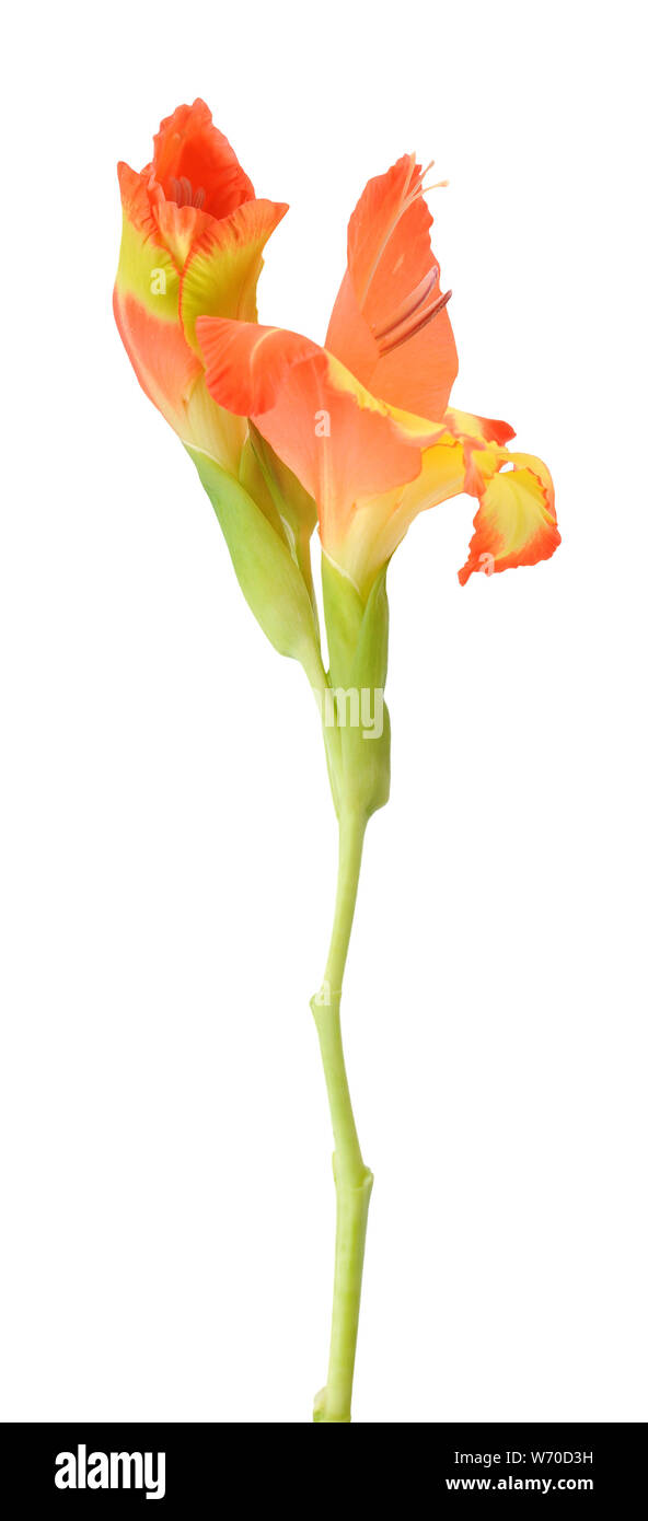 orange gladiolus isolated on white background Stock Photo - Alamy