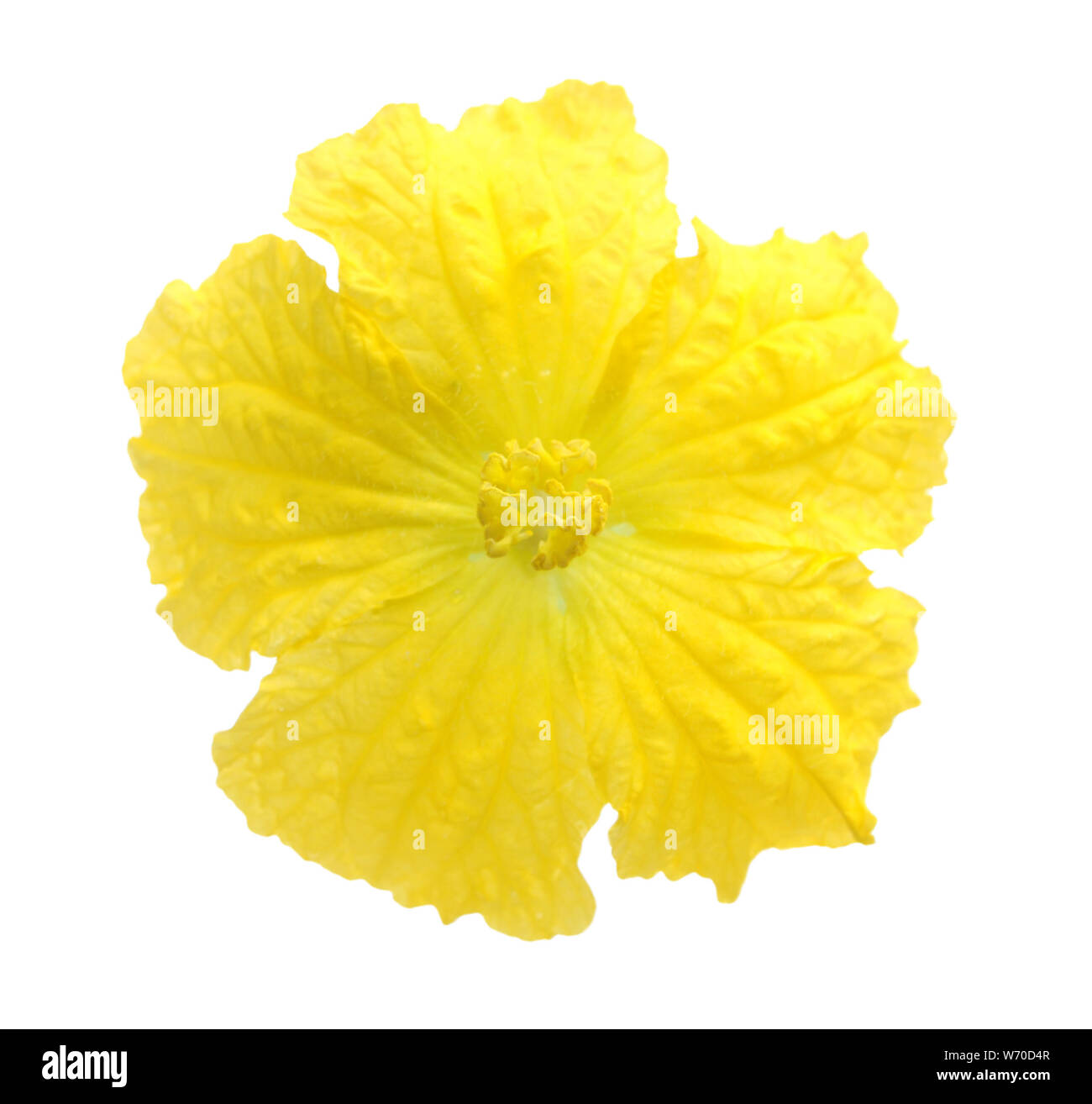 Smooth Luffa isolated on white background Stock Photo - Alamy