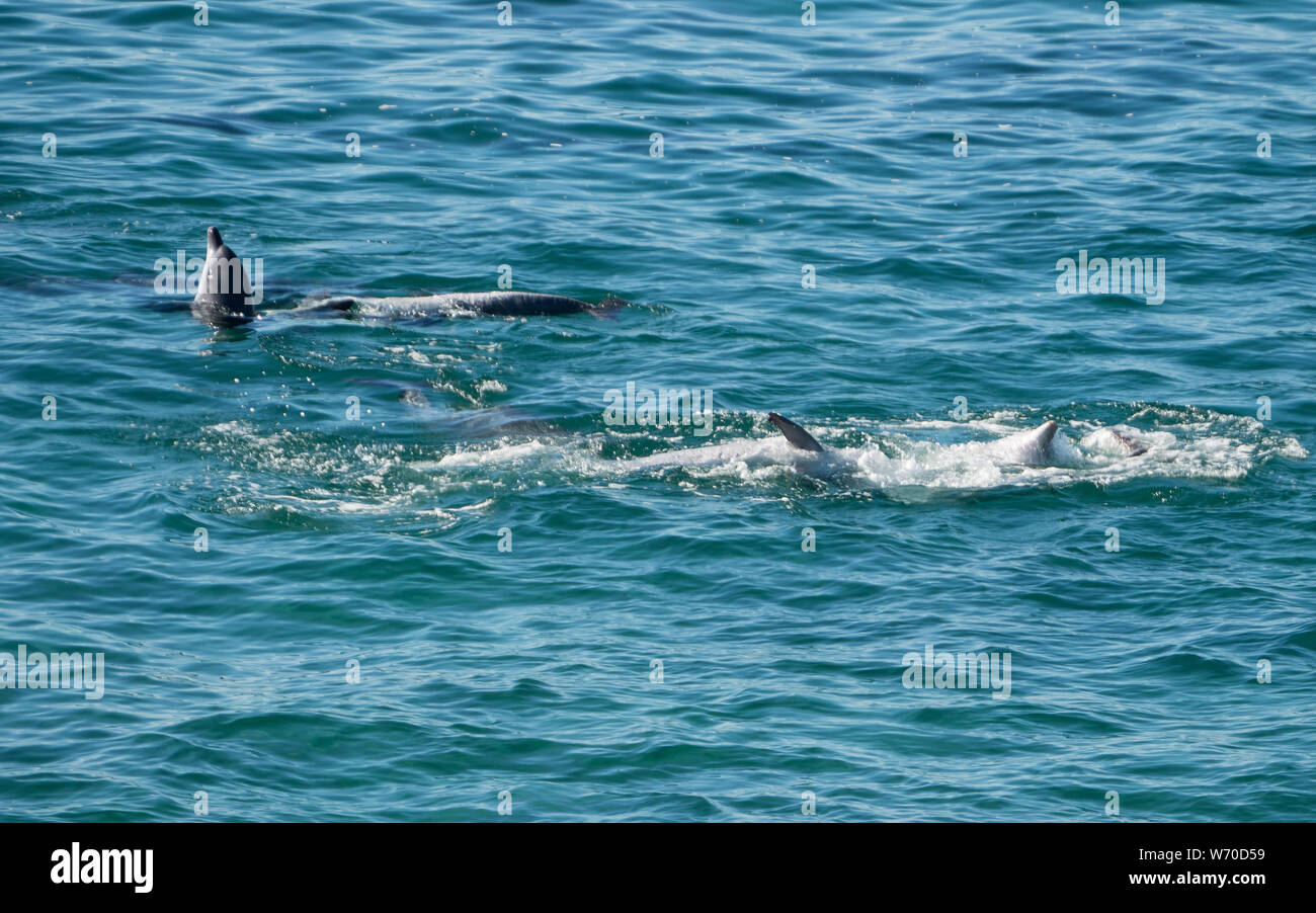 Bottlenose Dolphins swimming and playing together in the wild, one with ...
