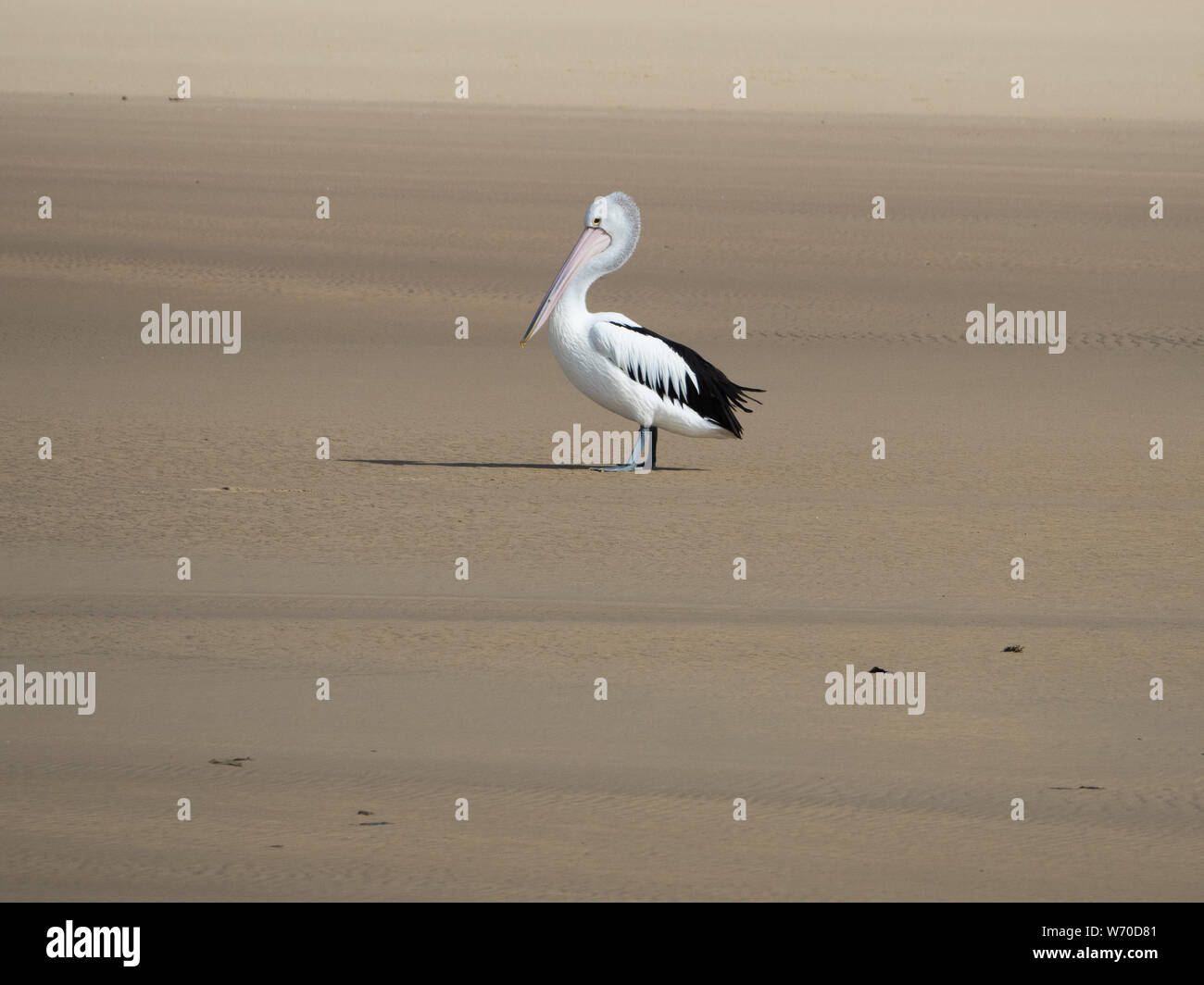 The individual Australian Pelican, stands proud and alone on the sandy ...