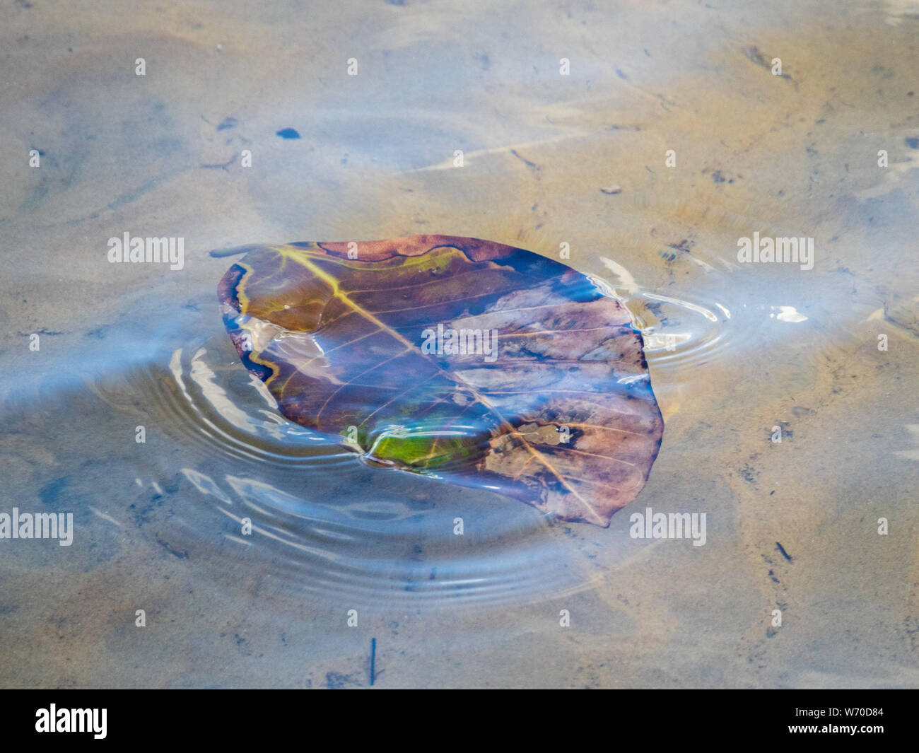 Natural patterns One leaf, circular ripples, sunlight, afloat on the ...