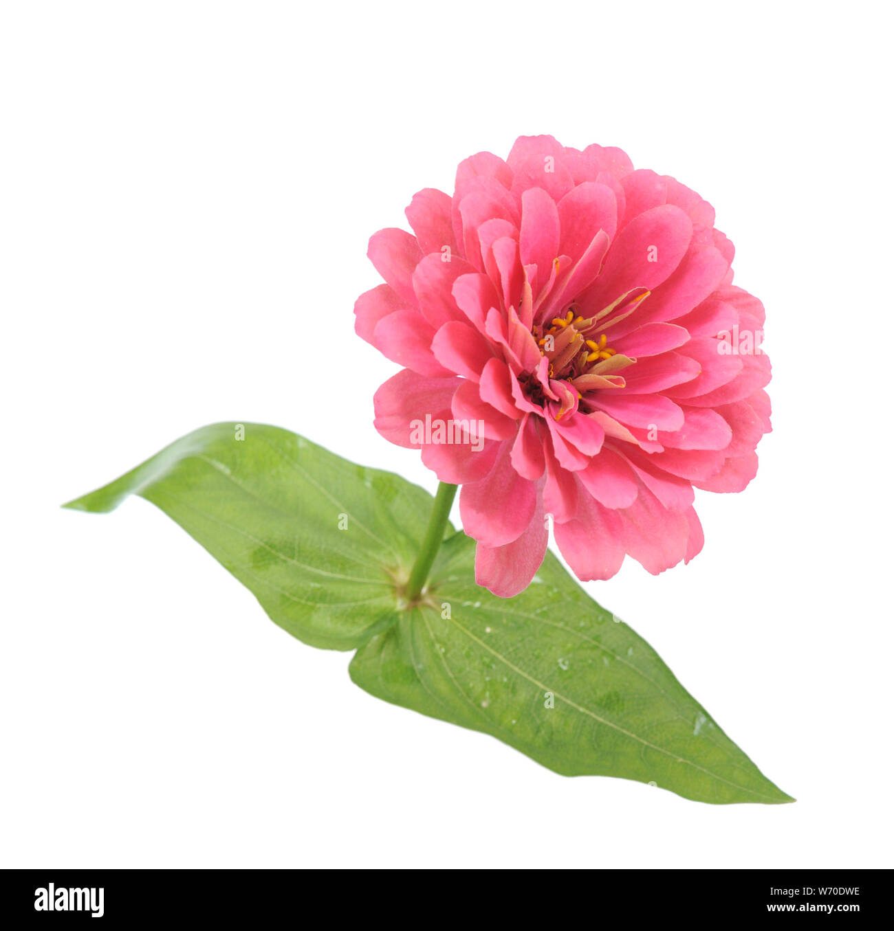 single orange zinnia flower isolated on white Stock Photo - Alamy