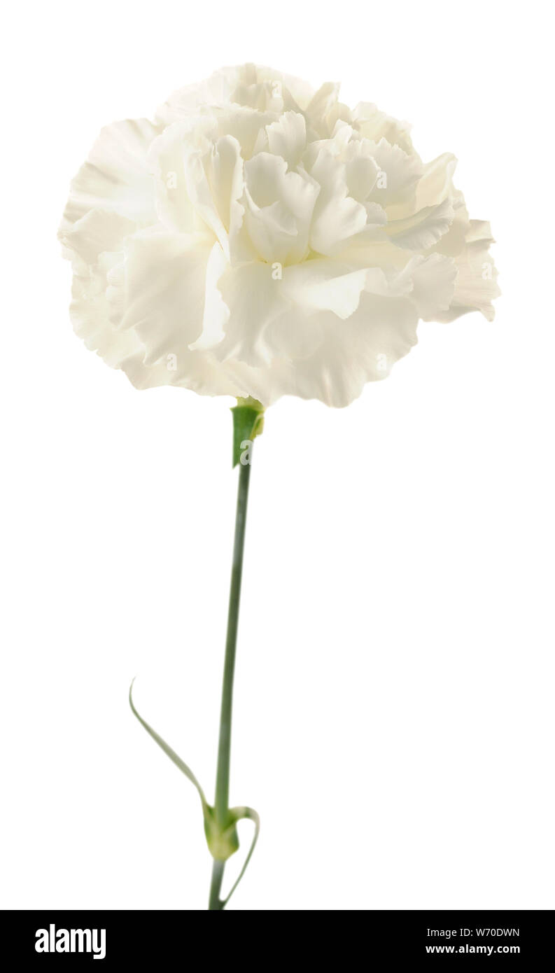 single white carnation isolated on white background Stock Photo - Alamy