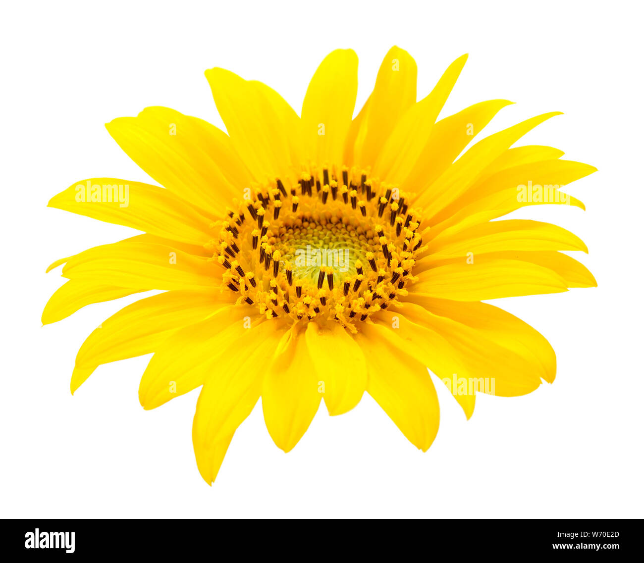 beautiful sunflower isolated on white Stock Photo - Alamy