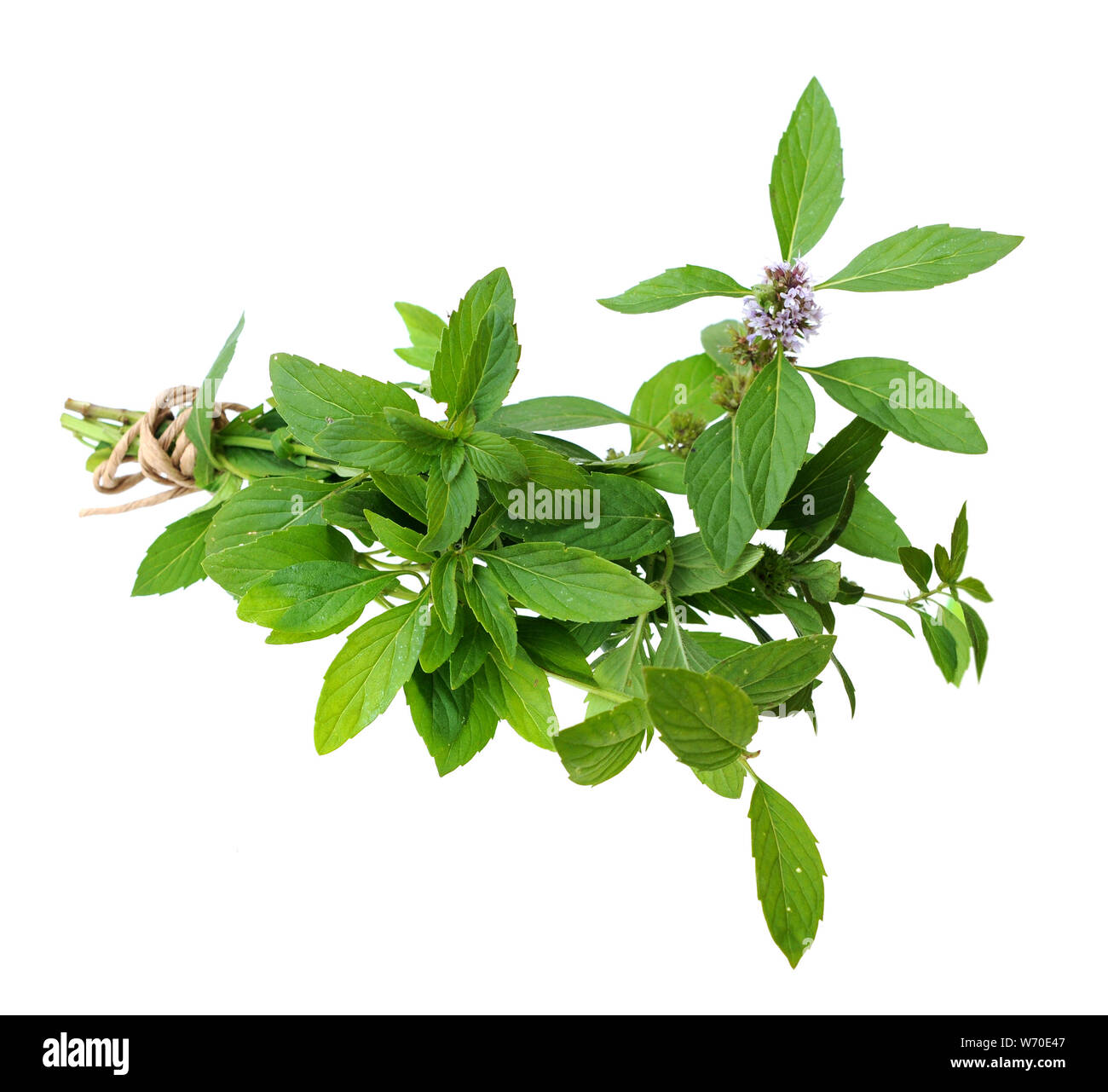 a bunch of spicy mint isolated on white Stock Photo - Alamy