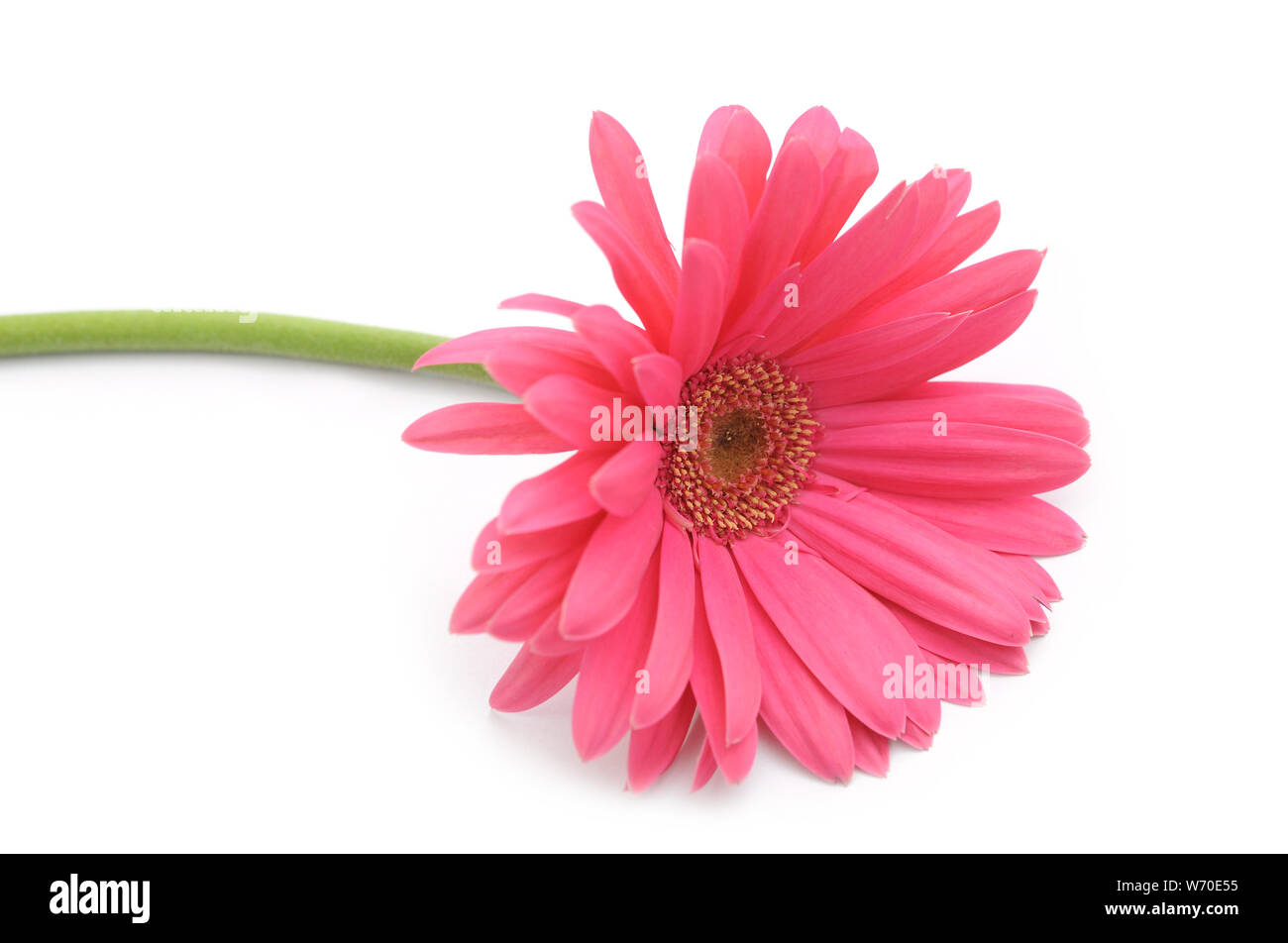 Gerbera daisy texture Cut Out Stock Images & Pictures - Alamy